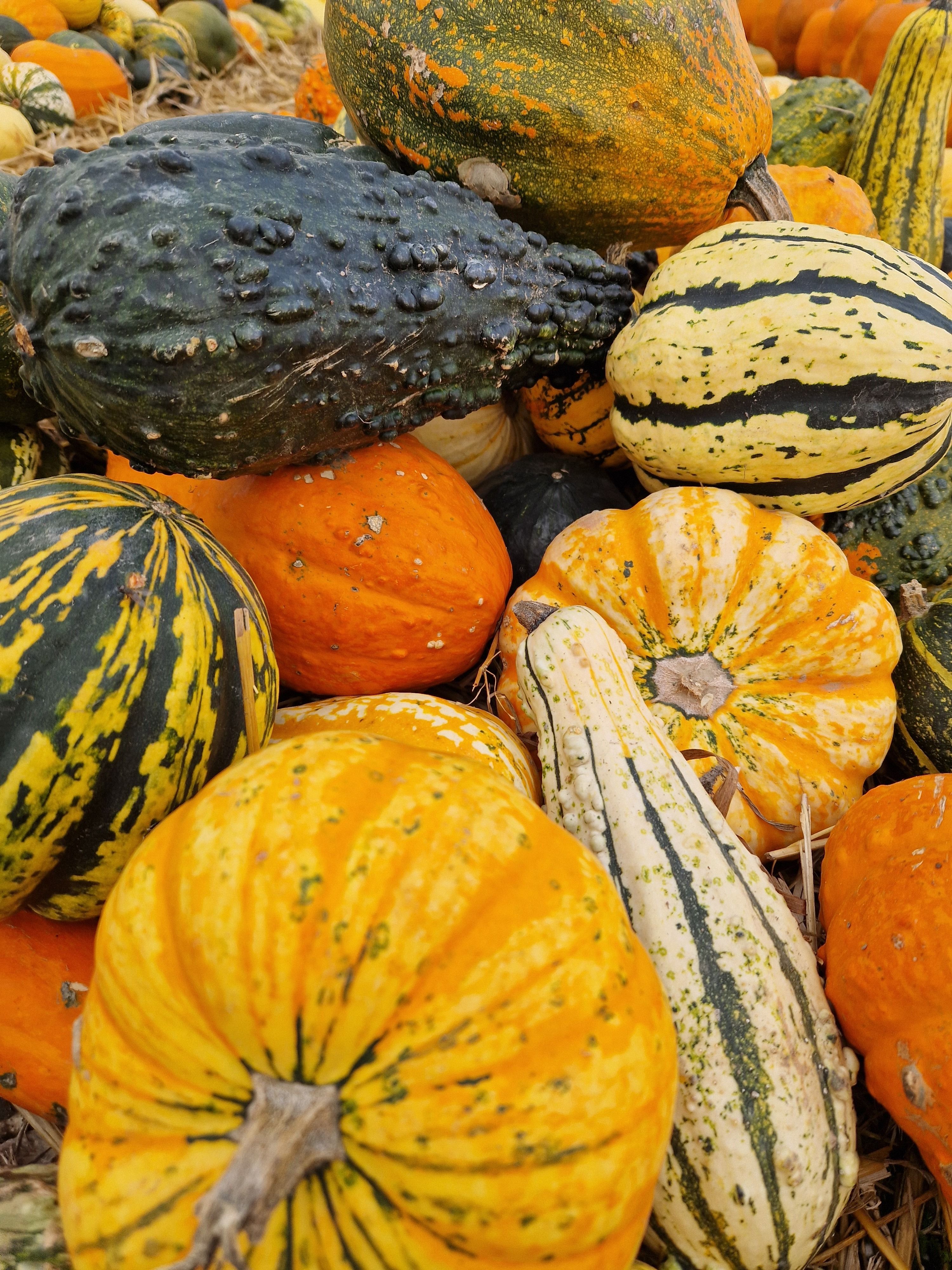Colorful Assortment of Various Squashes · Free Stock Photo