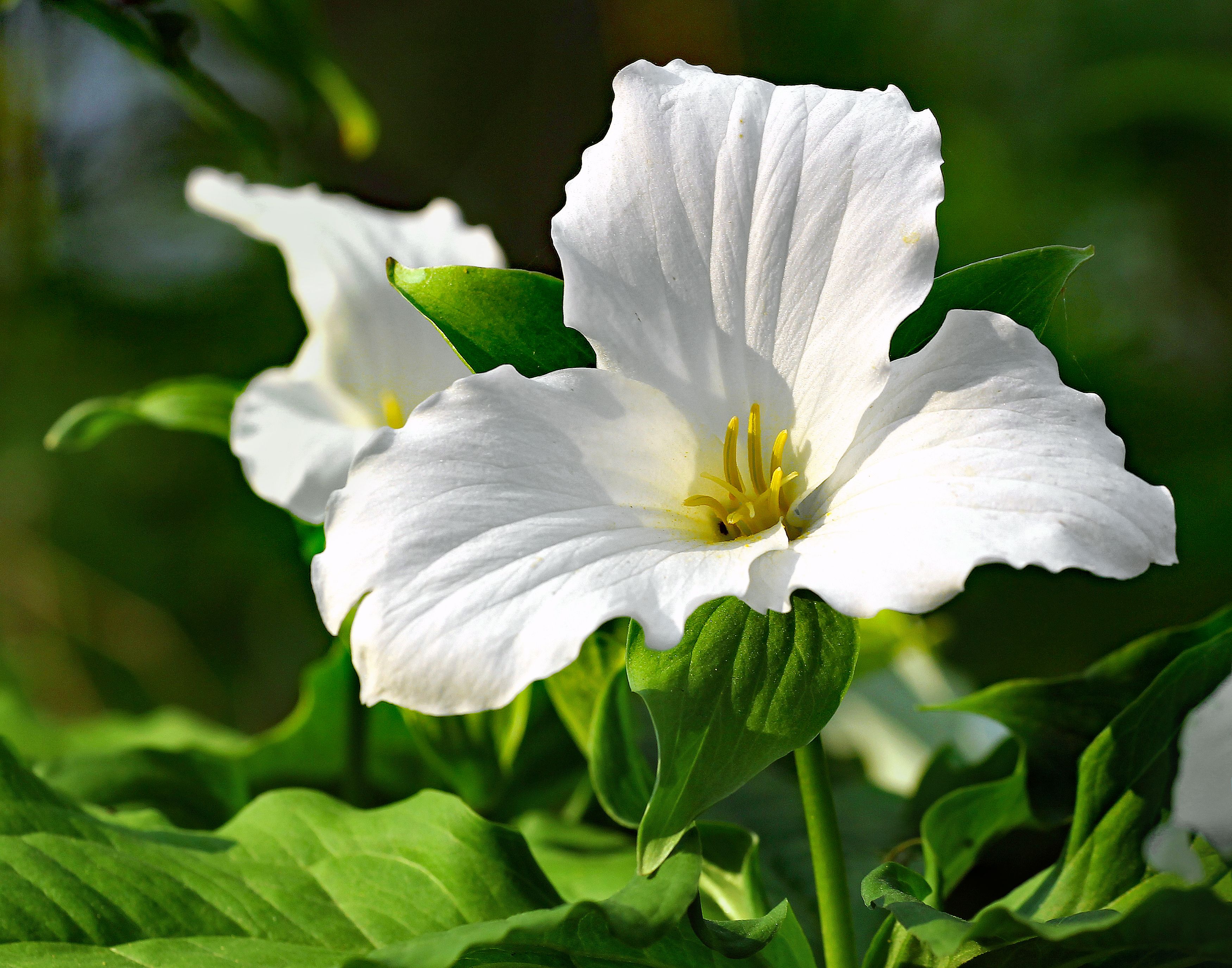 White Trillium Blooms in Springtime Wisconsin · Free Stock Photo