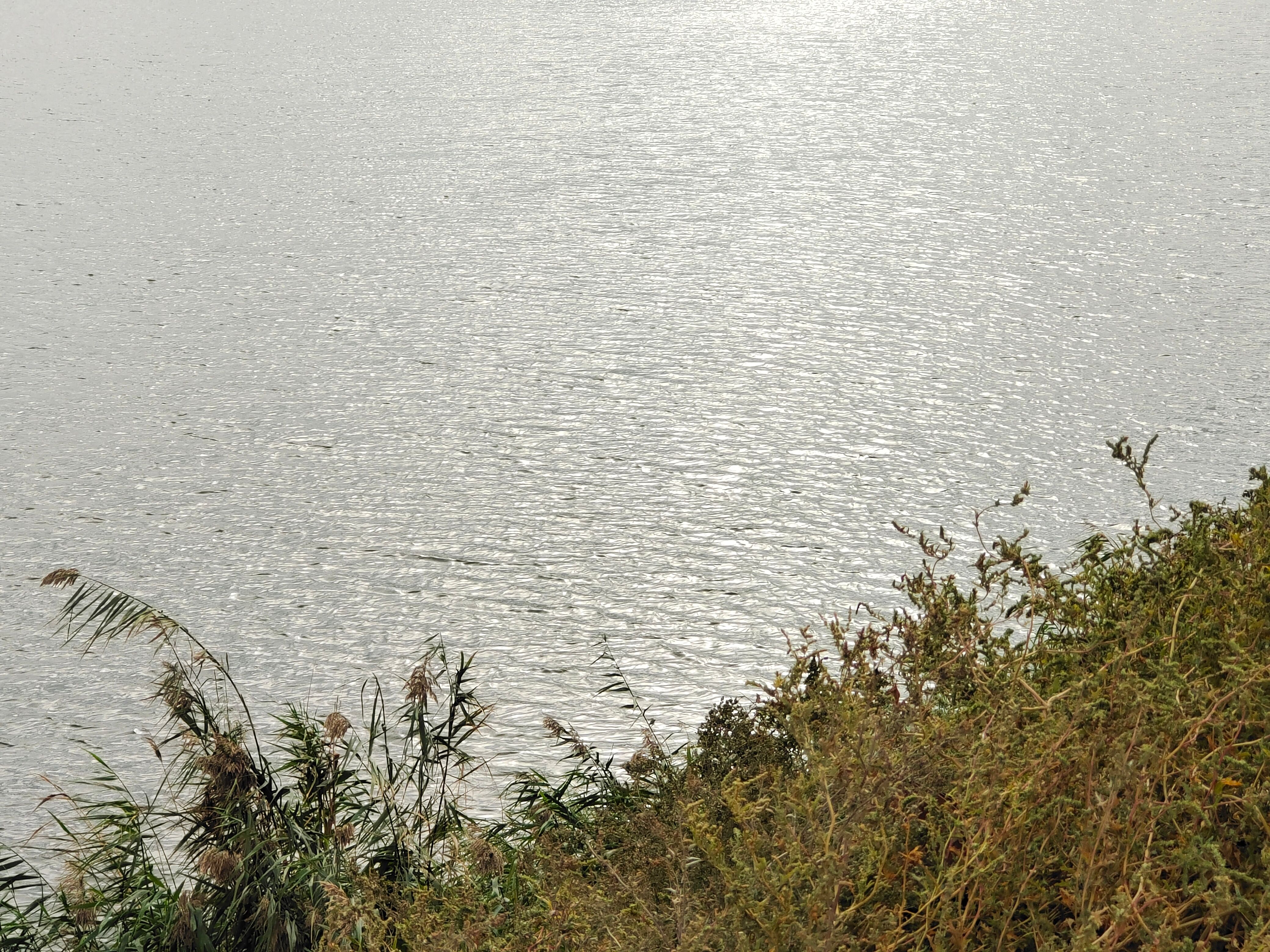 Serene Lake Shore with Rippling Water Scene · Free Stock Photo