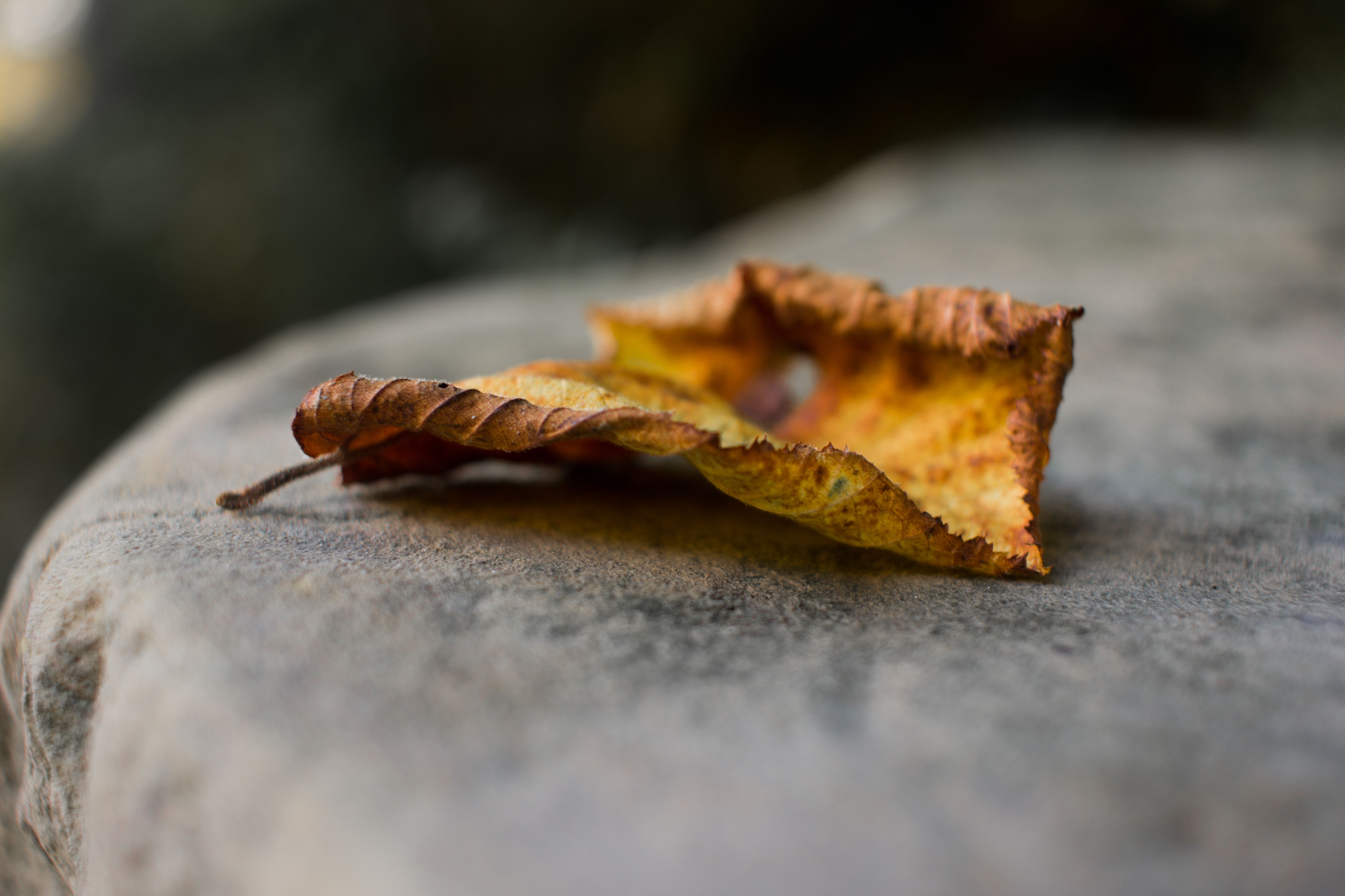Close-up of Autumn Leaf on Stone Surface · Free Stock Photo