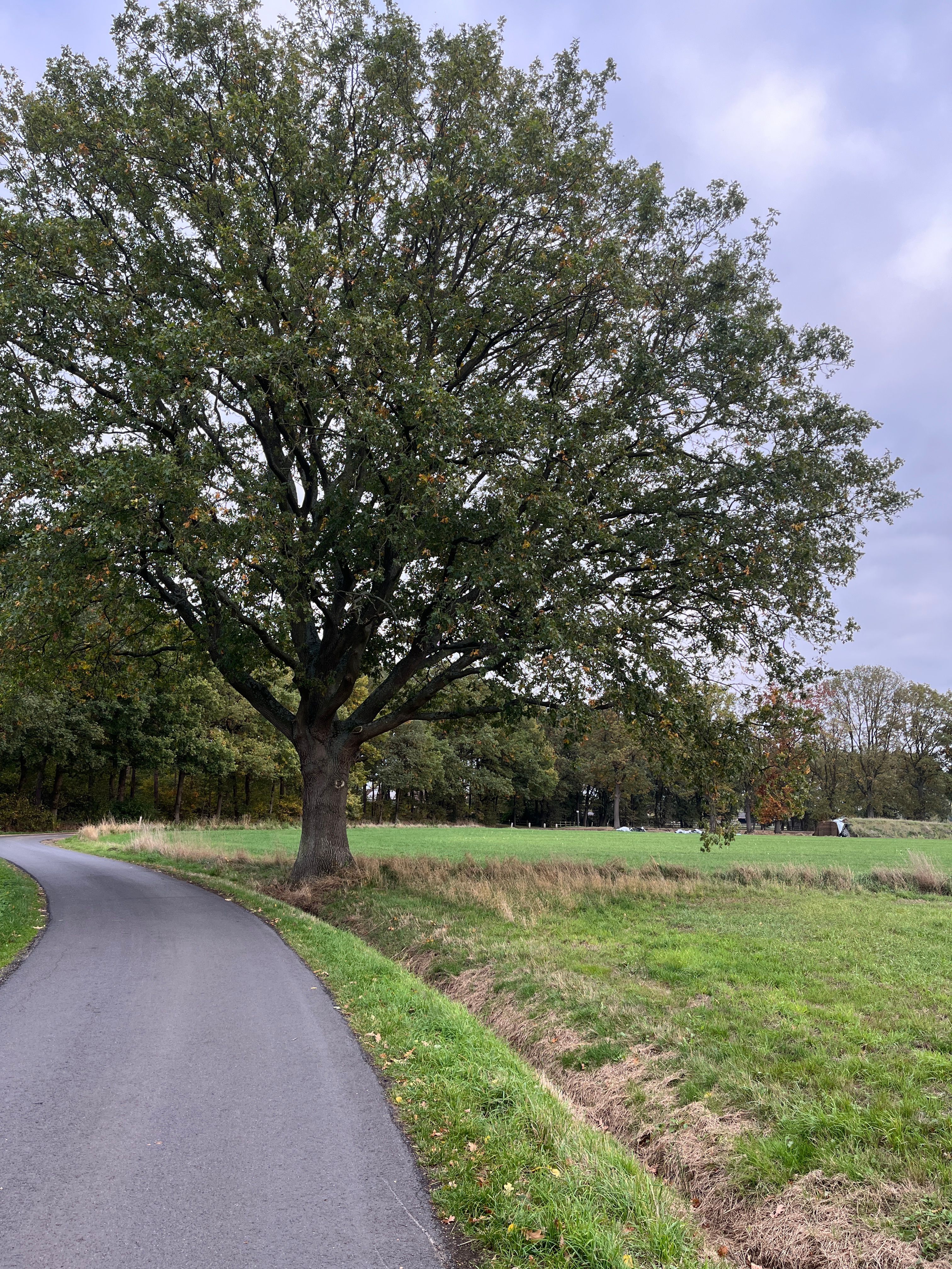 Lone Oak Tree by a Country Road in Autumn · Free Stock Photo