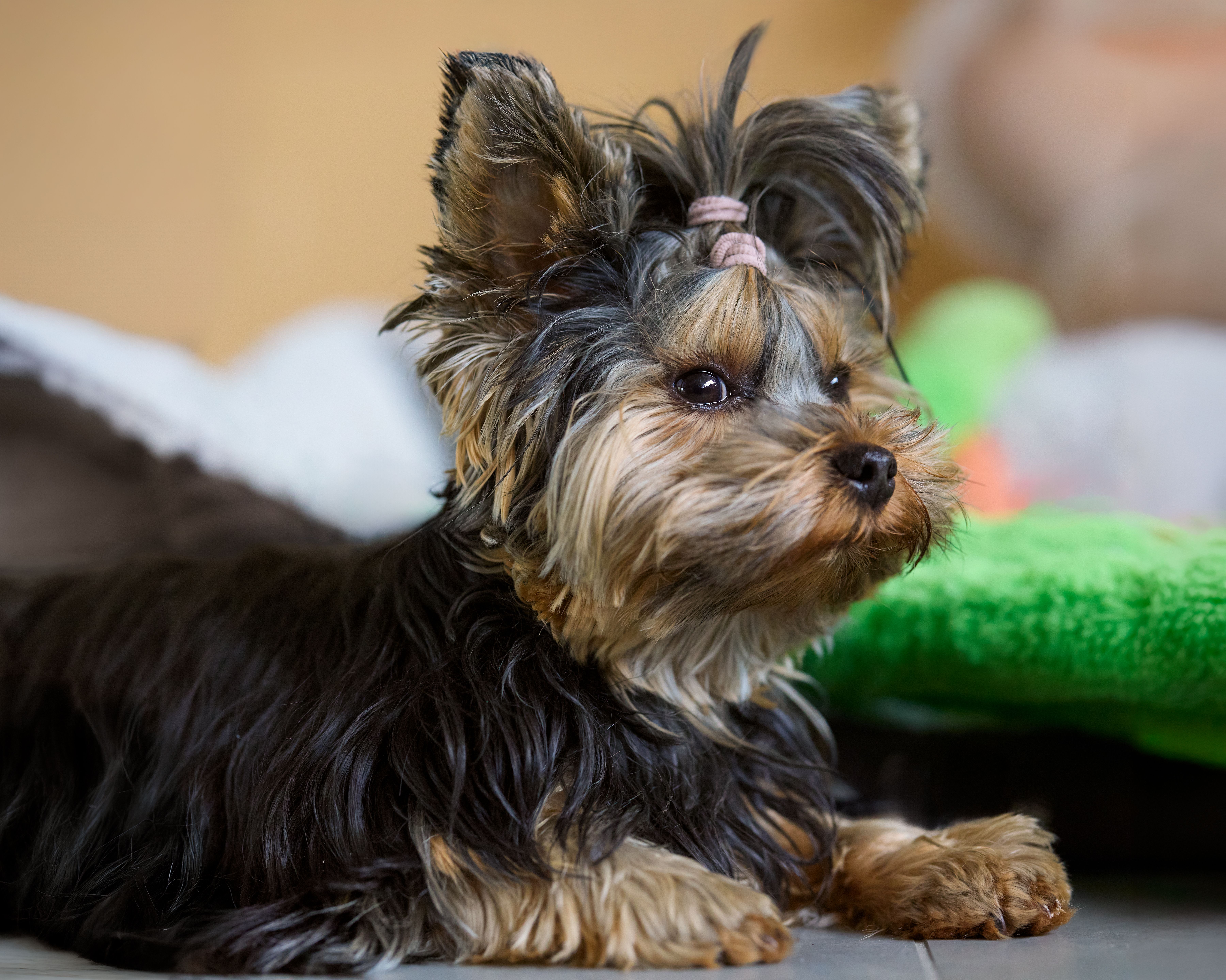 Nori Dog Photos, Download The BEST Free Nori Dog Stock Photos & HD Images