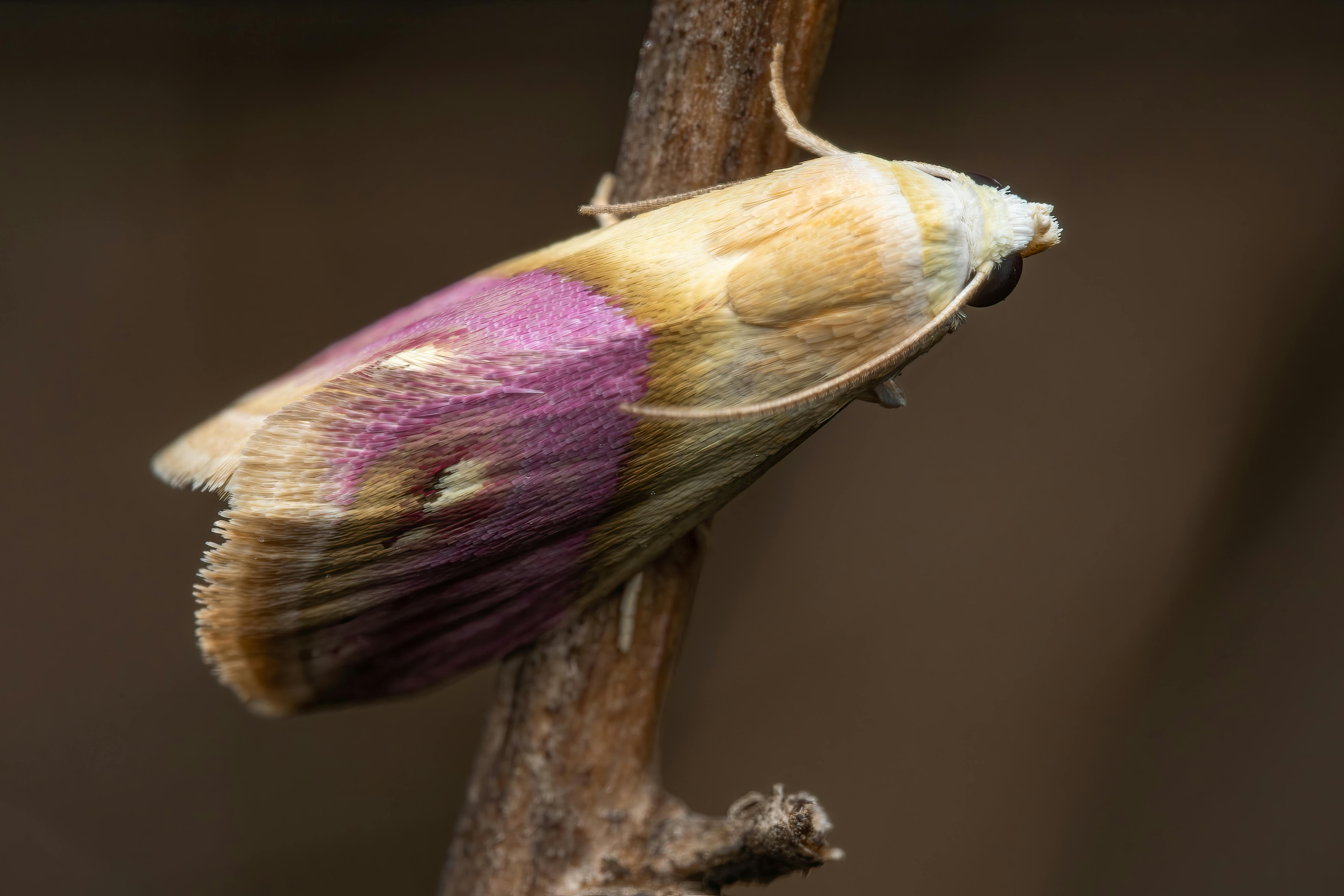 Pink Minecraft Wallpaper Photos, Download The BEST Free Pink Minecraft ...