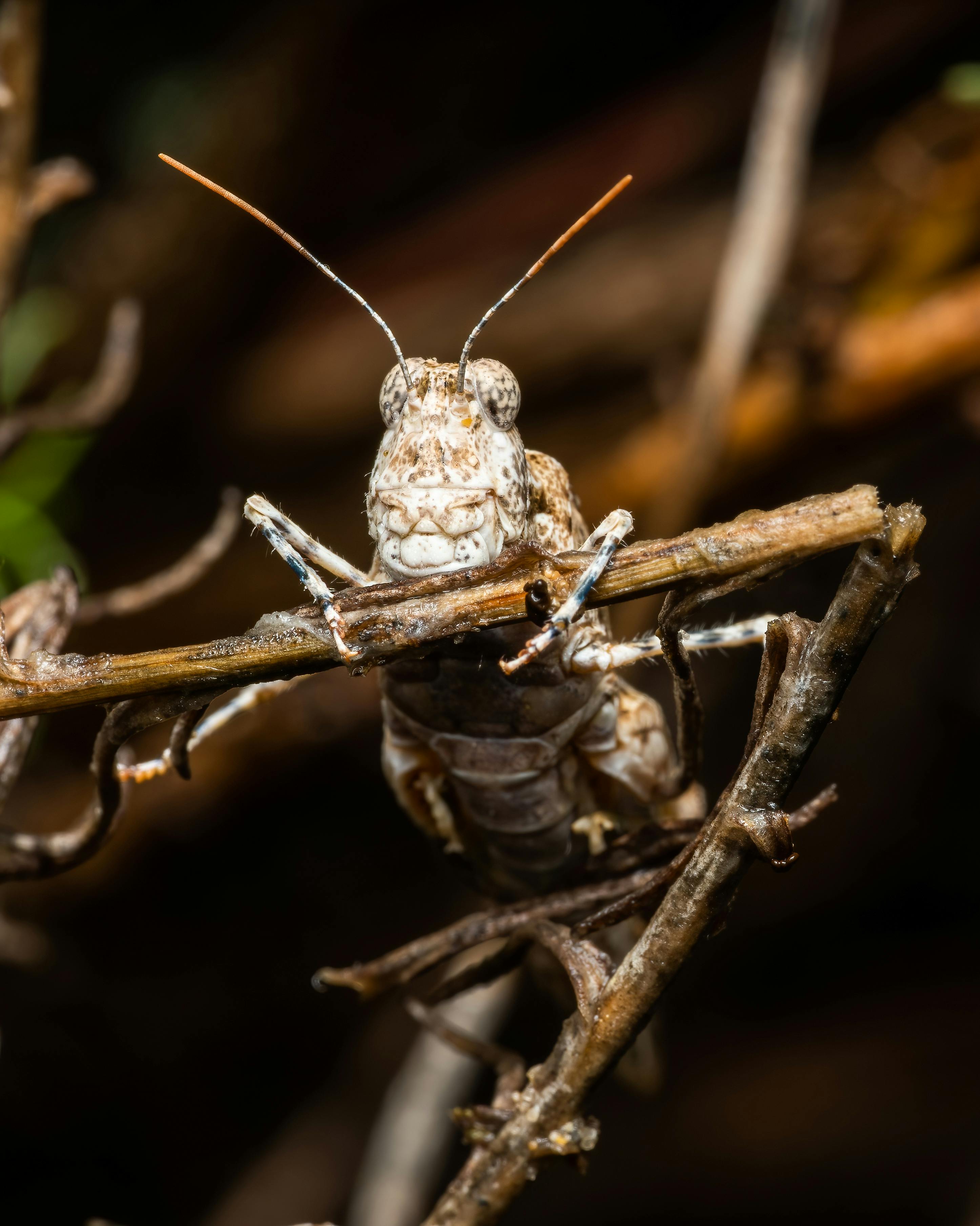 Calliptamus Barbarus · Foto de stock gratuita
