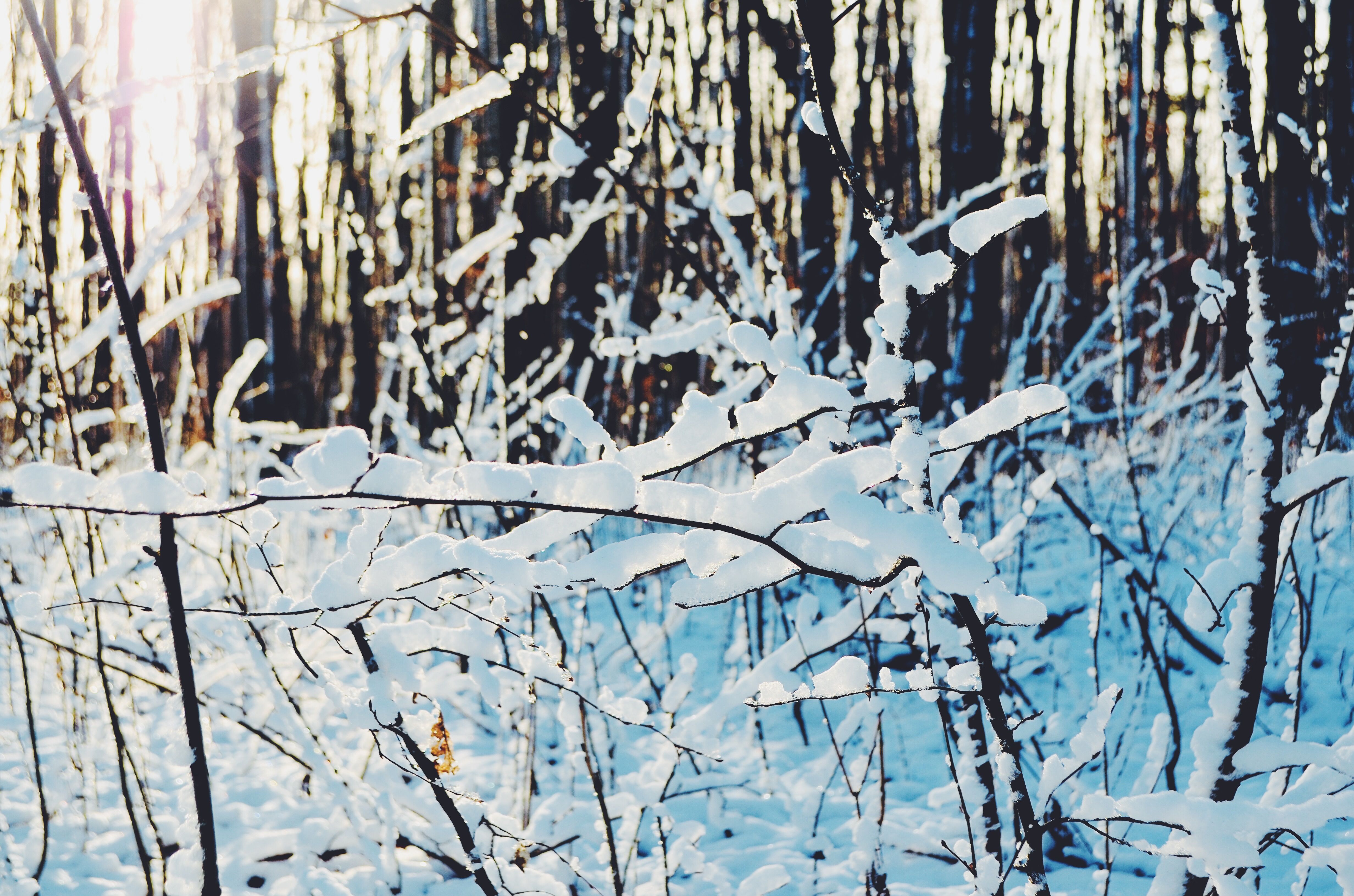 Beautiful Snow-Covered Forest in Ukraine Winter · Free Stock Photo