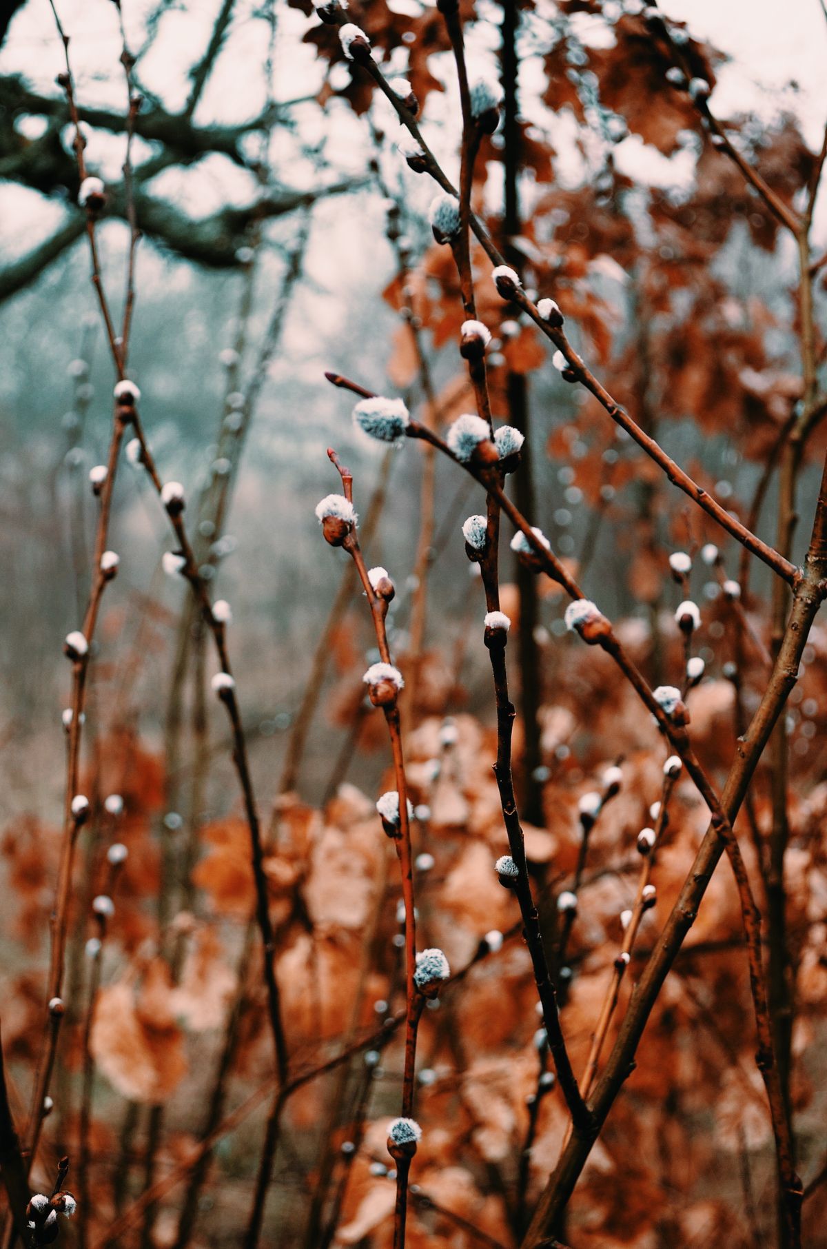 Winter To Spring Photos, Download The BEST Free Winter To Spring Stock ...