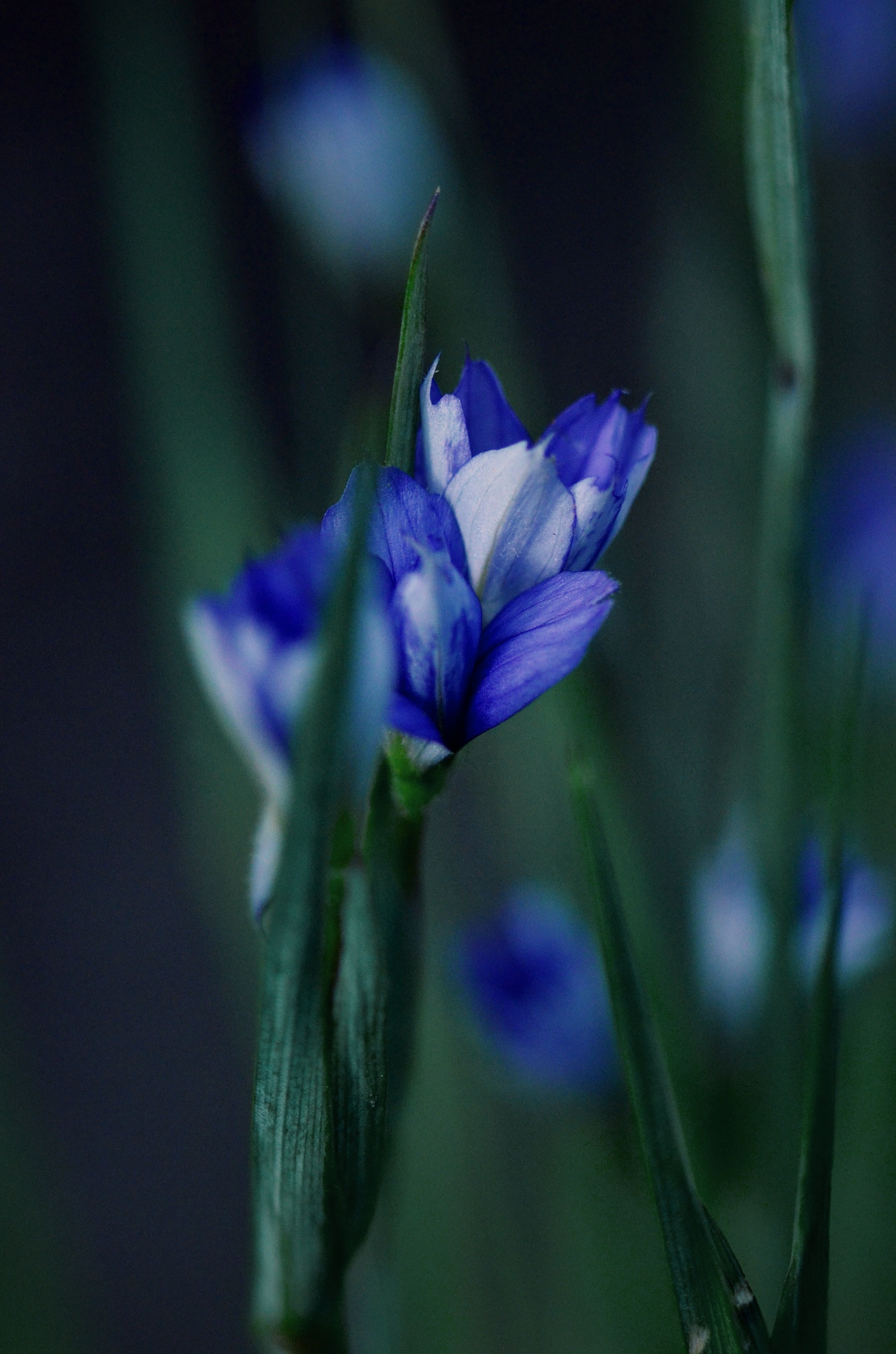 Close-Up of Vibrant Blue Flowers in Ukraine · Free Stock Photo