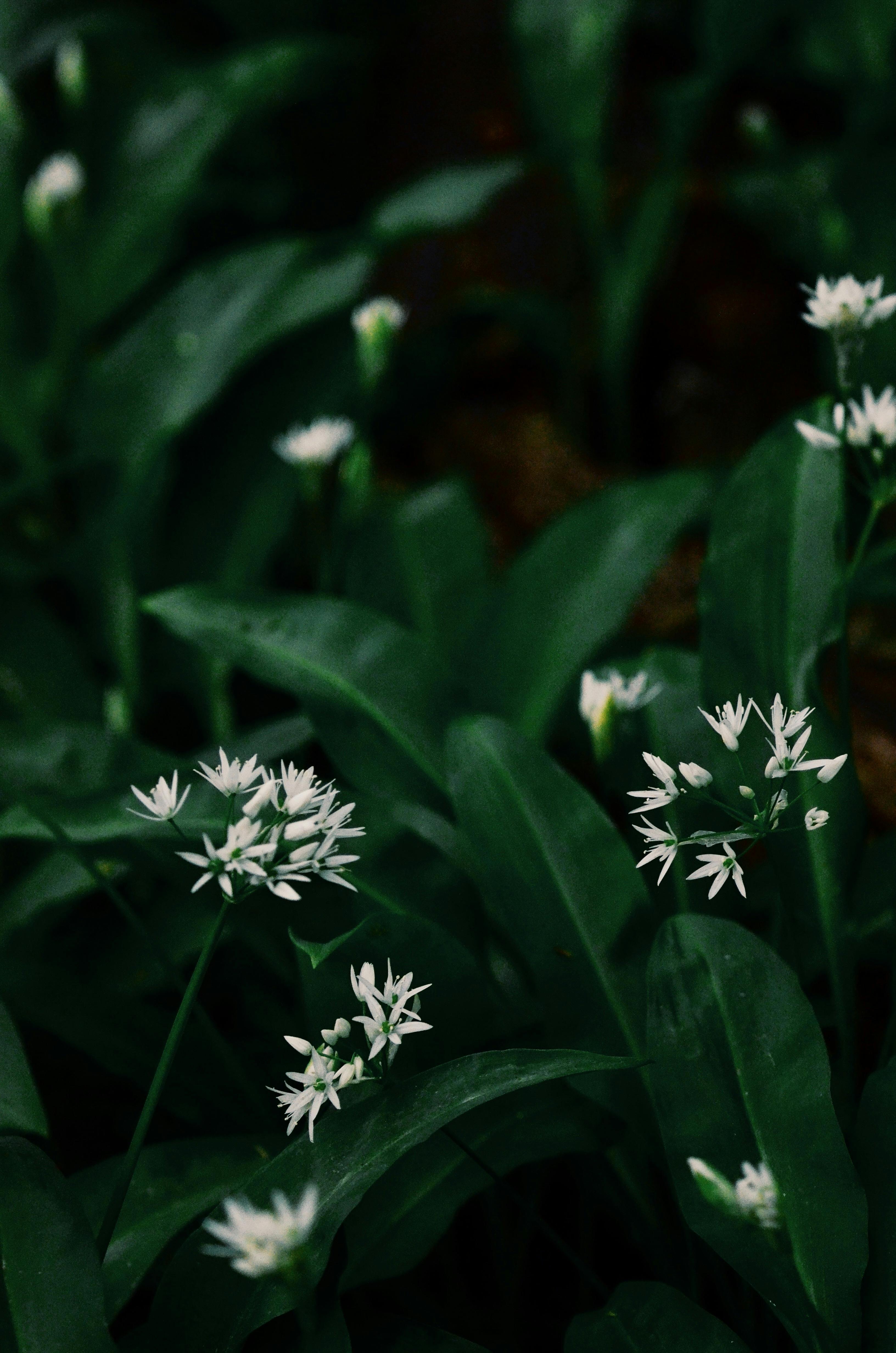 Wild Garlic Plants in Ukrainian Forest · Free Stock Photo
