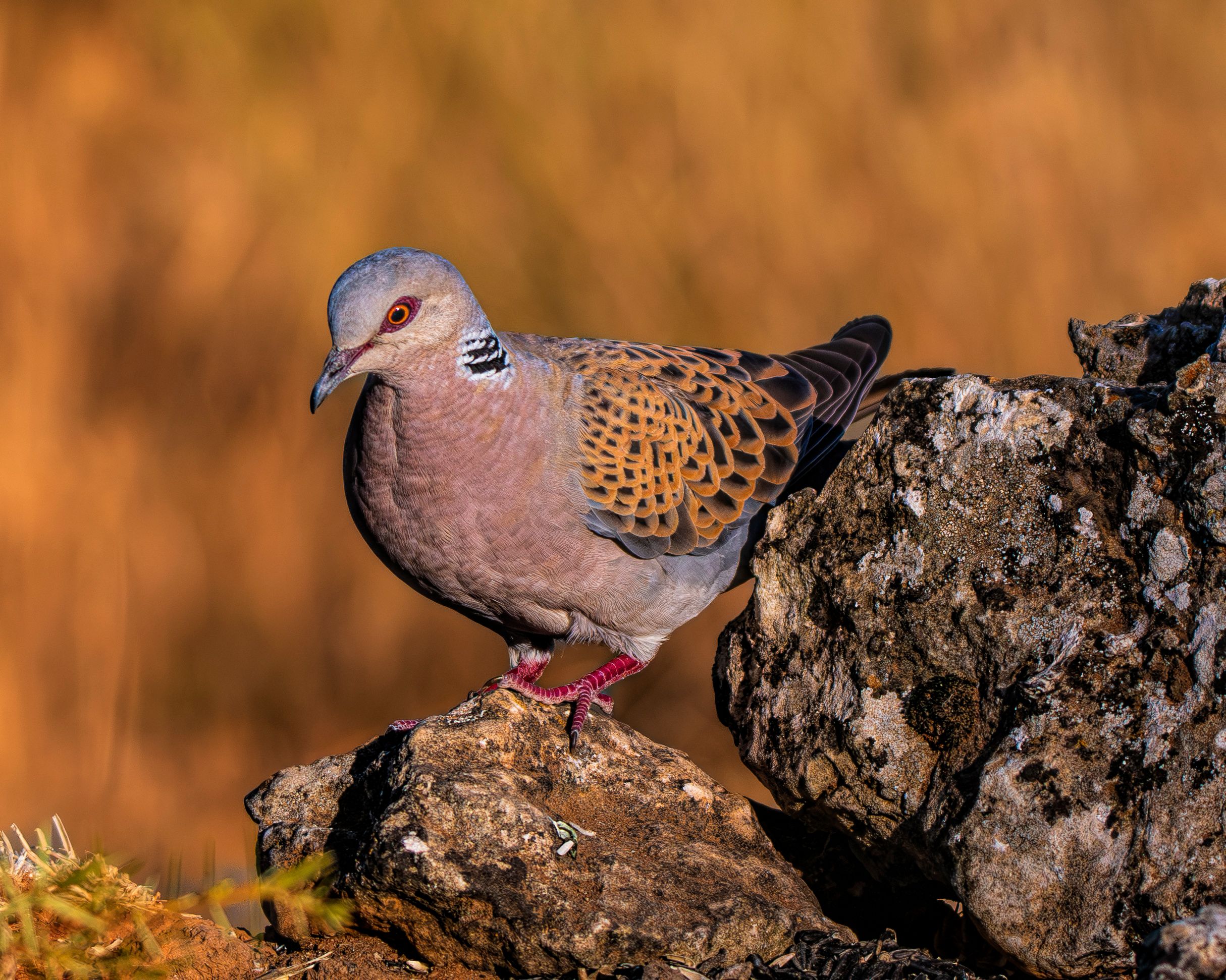 Turtle Dove Photos, Download The BEST Free Turtle Dove Stock Photos ...