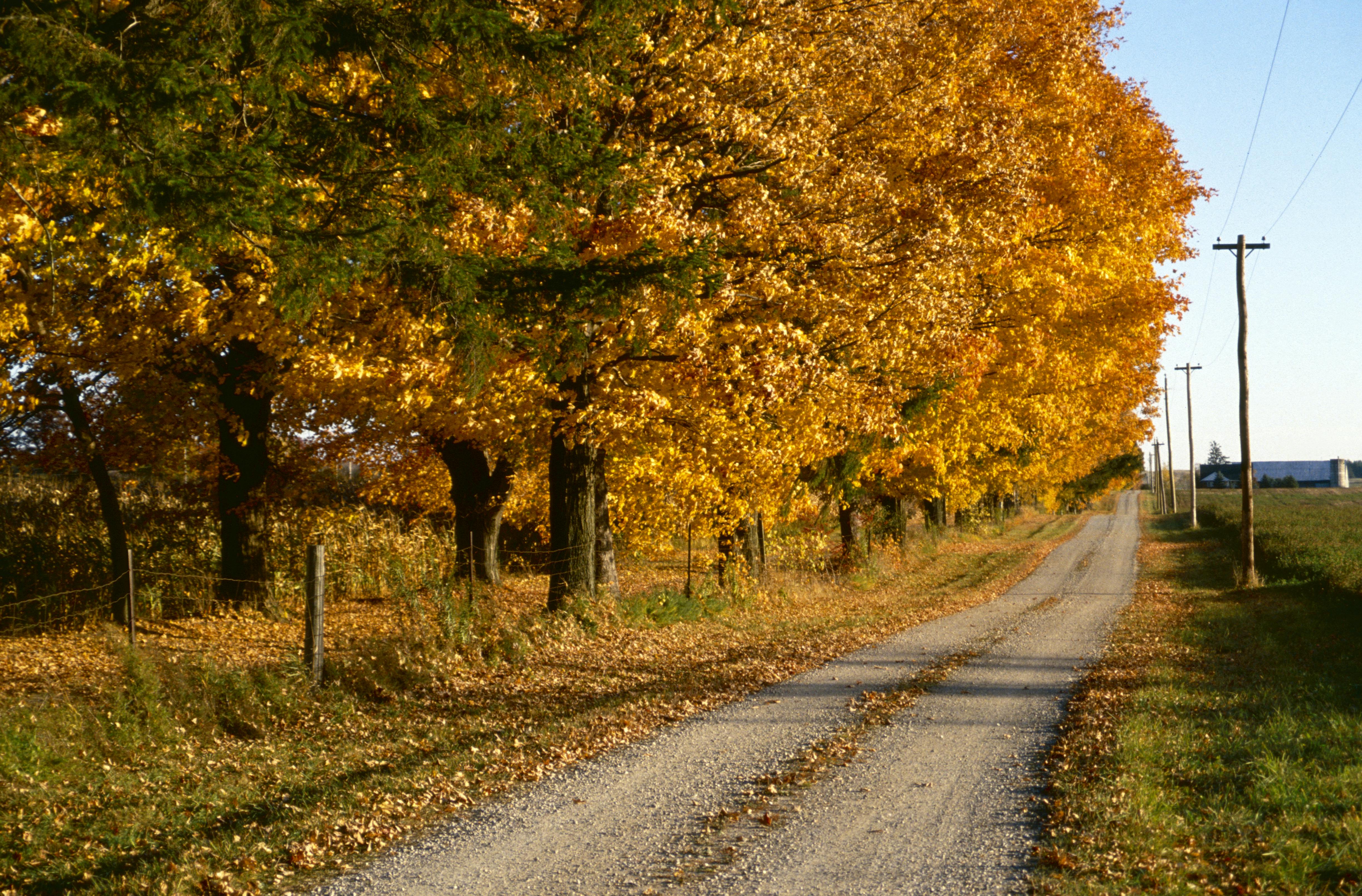 Scenic Autumn Rural Road with Vibrant Foliage · Free Stock Photo