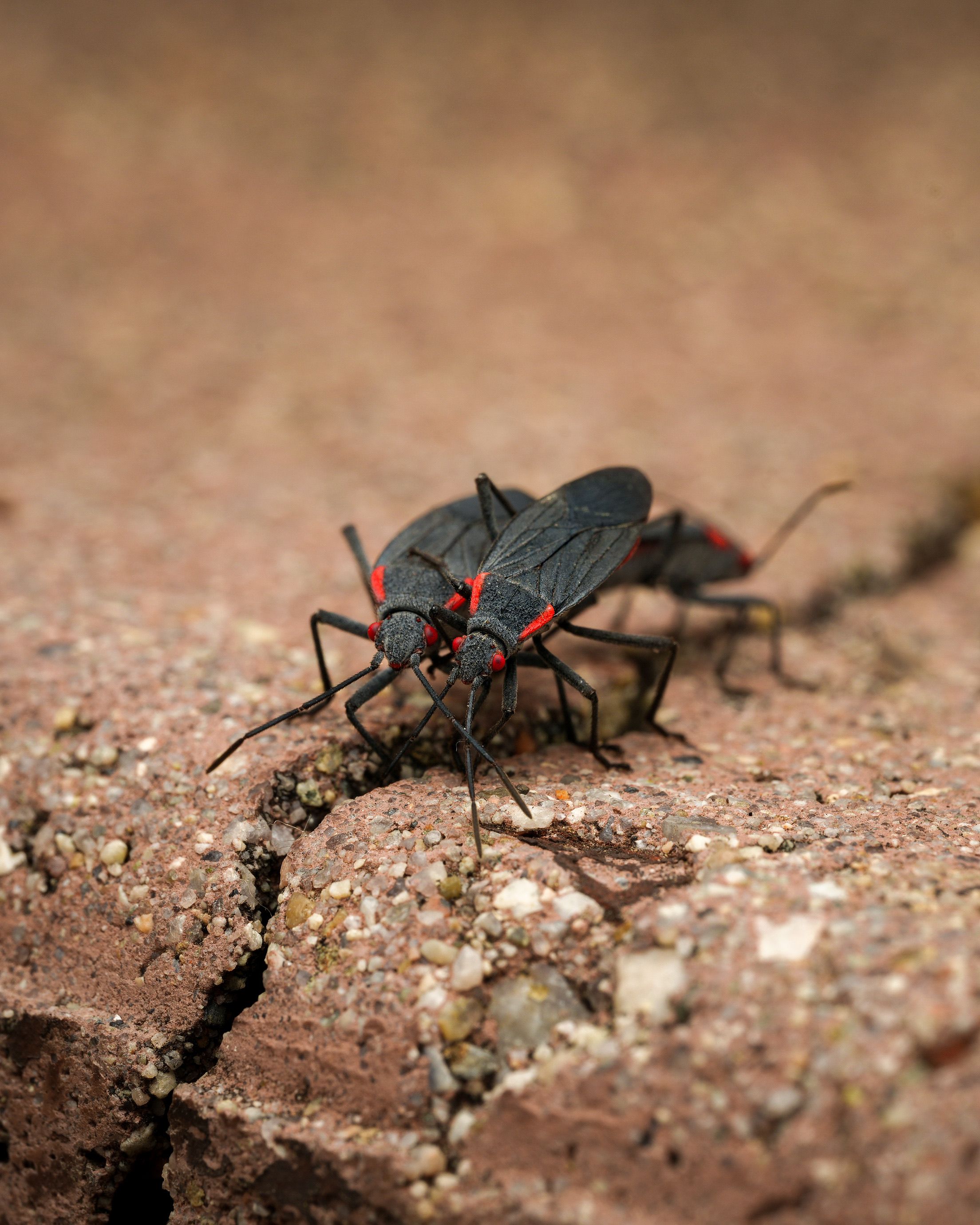 Bugs Photos, Download The BEST Free Bugs Stock Photos & HD Images