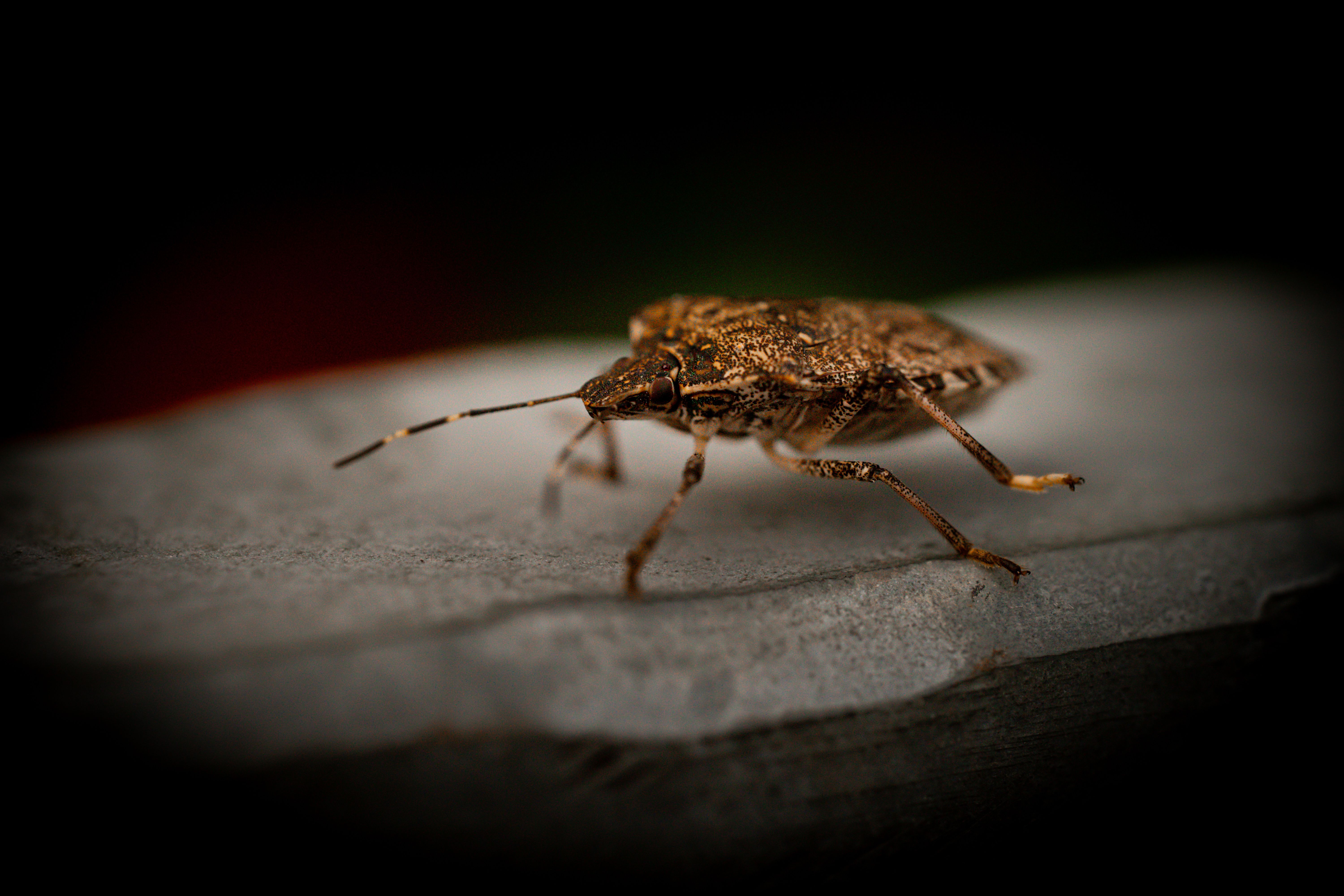 Bug In Fall Photos, Download The BEST Free Bug In Fall Stock Photos ...