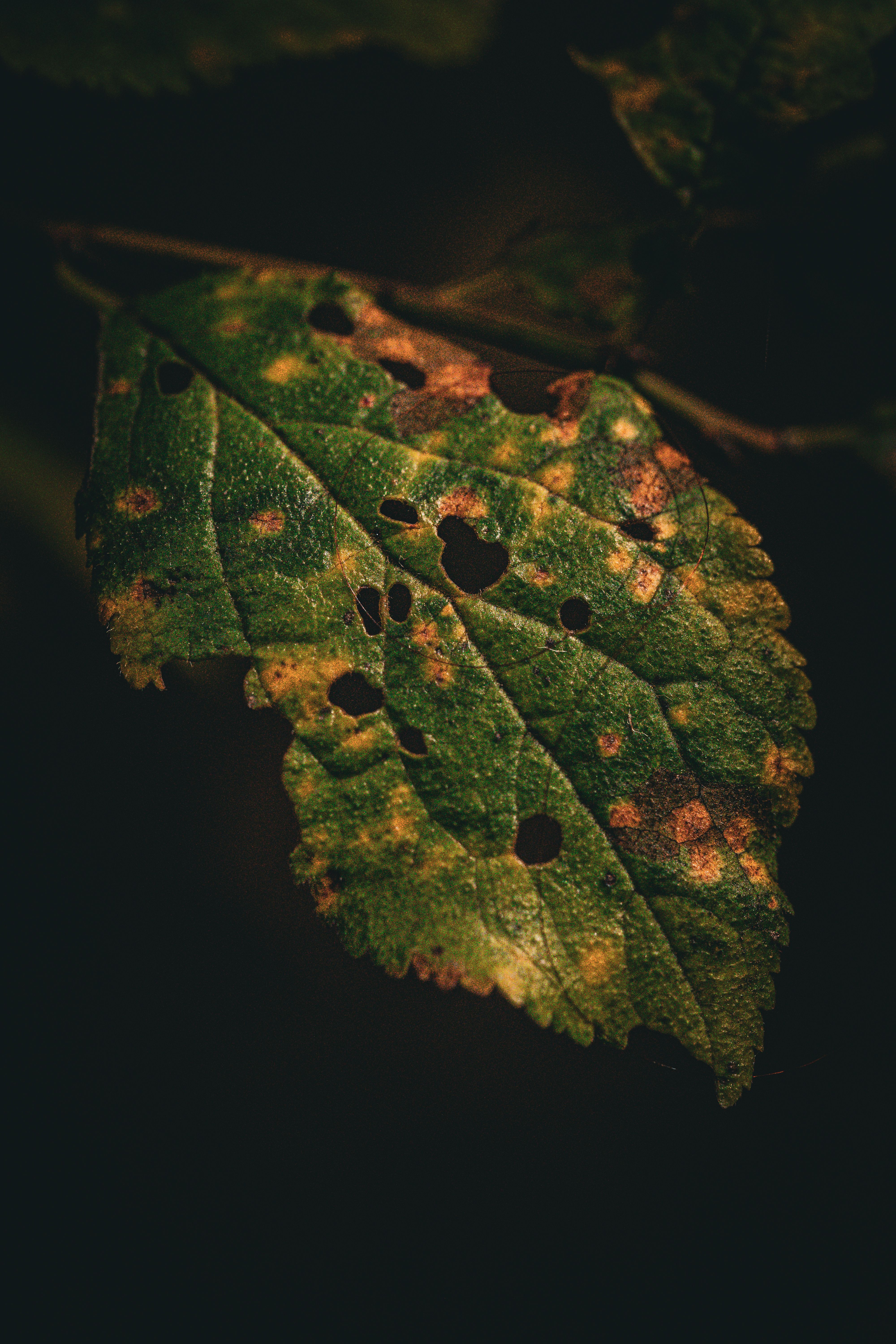 Plant Disease Photos, Download The BEST Free Plant Disease Stock Photos ...