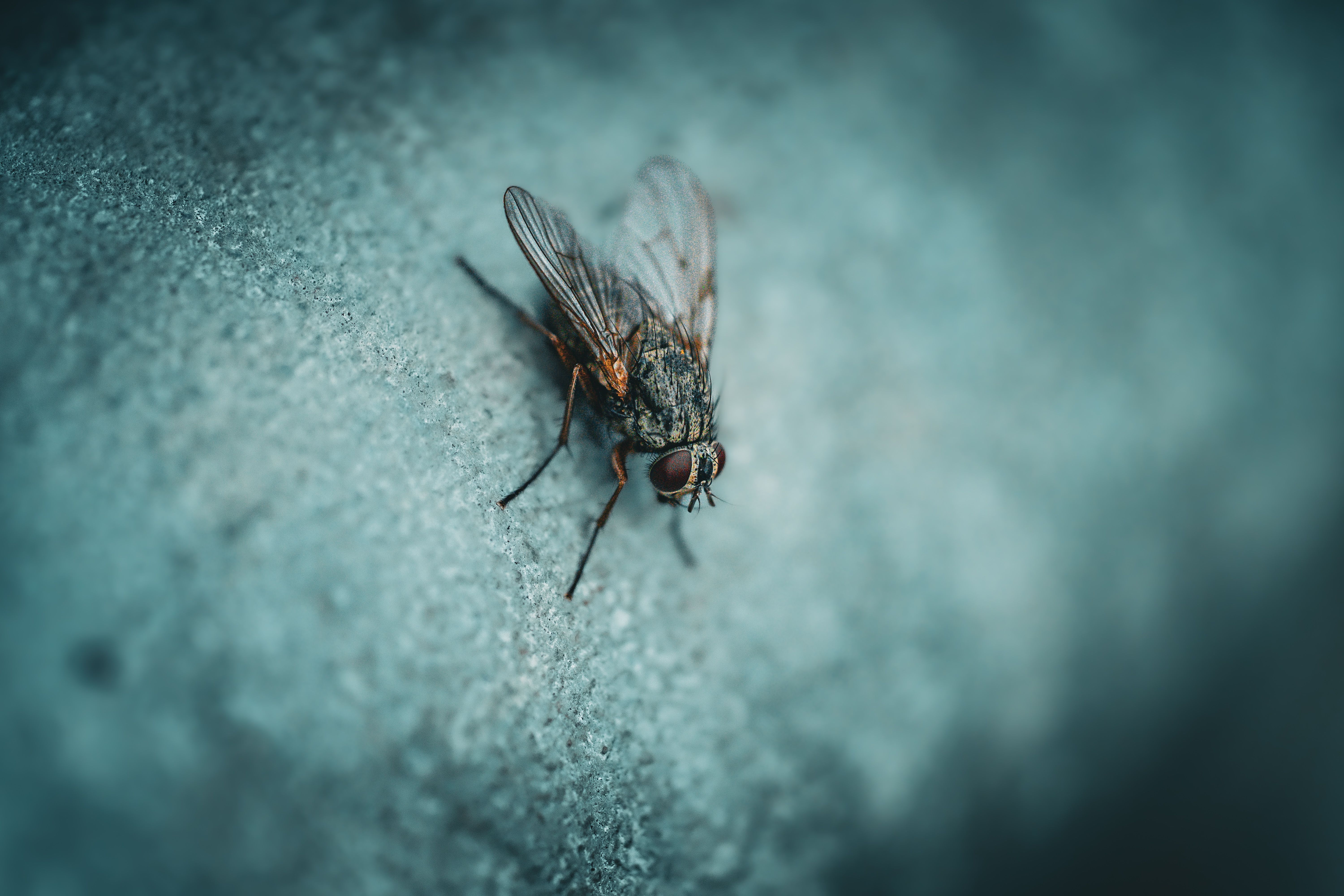 Pest Photos, Download The BEST Free Pest Stock Photos & HD Images