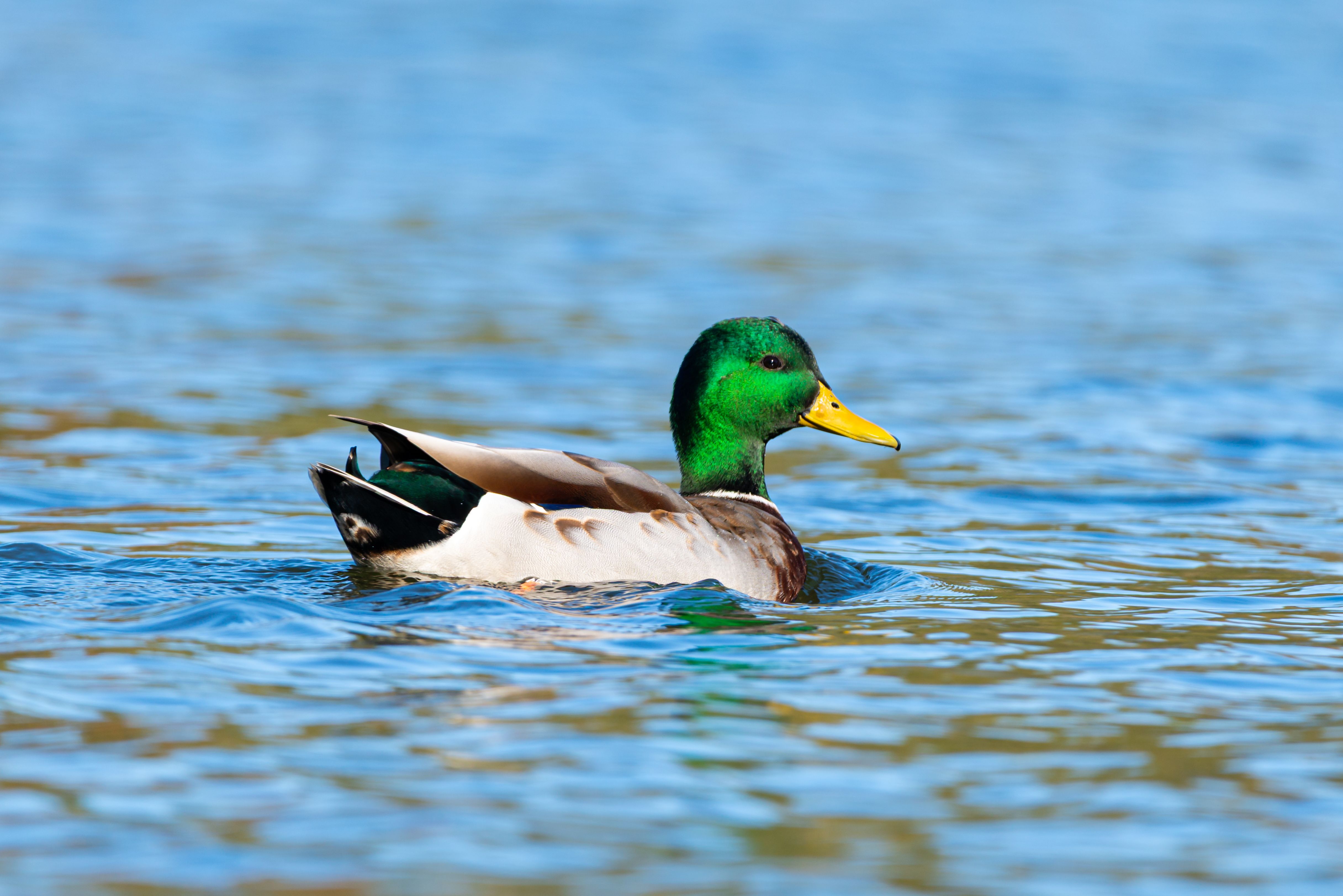 Pato Real Macho Nadando Em Clear Lake · Foto profissional gratuita
