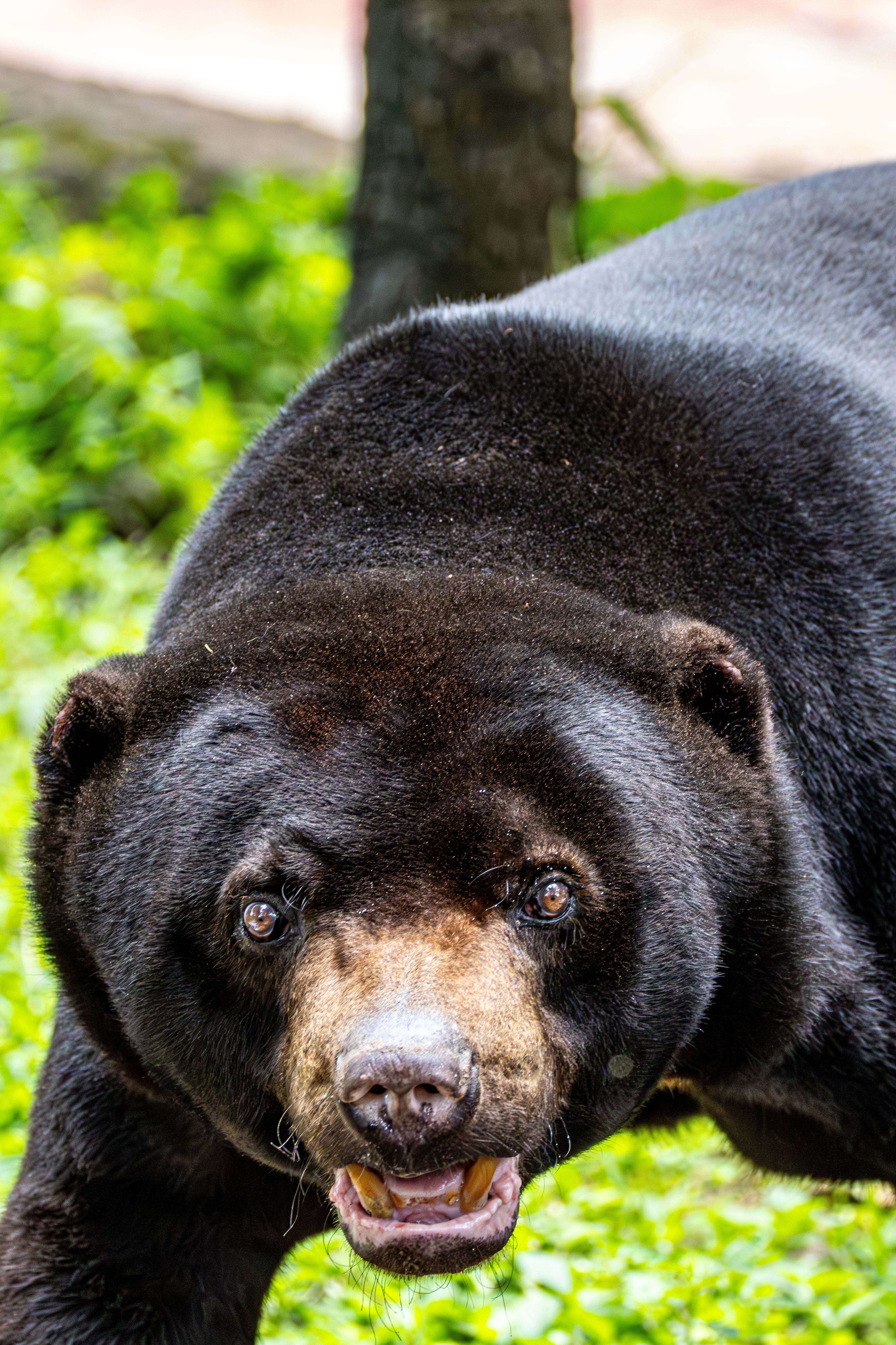 Close-Up of Asian Black Bear in Natural Habitat · Free Stock Photo