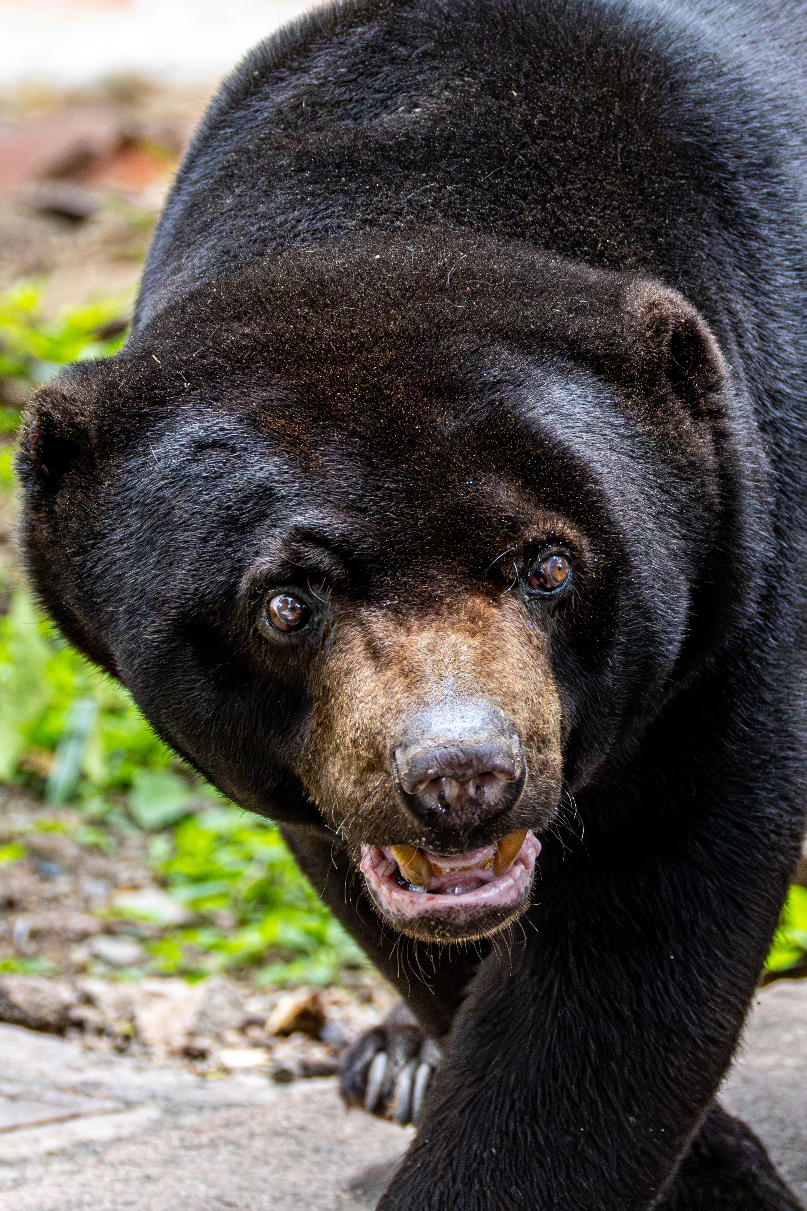 Close-up of a Malayan Sun Bear in Natural Habitat · Free Stock Photo