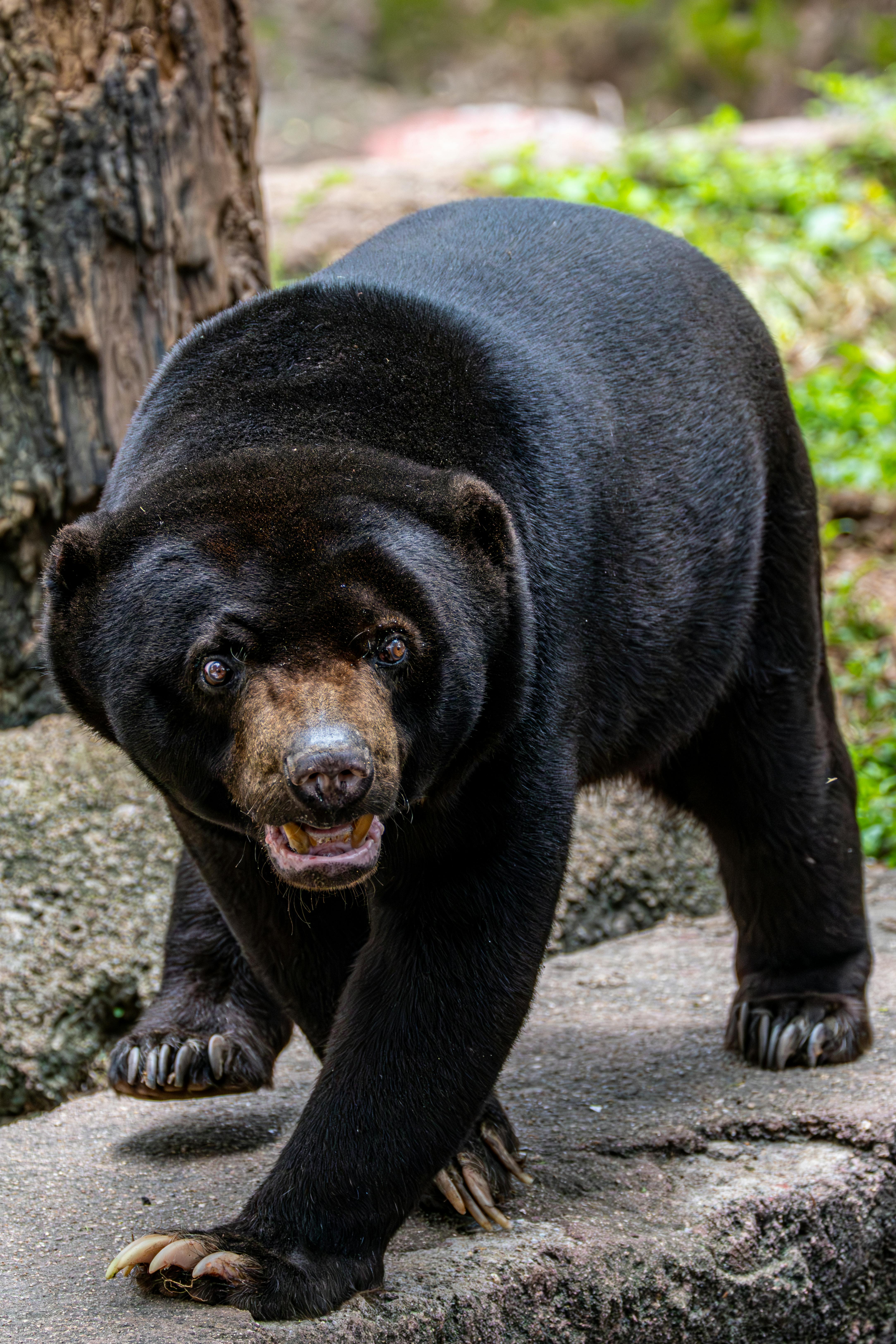 Close-Up of a Bornean Sun Bear in Habitat · Free Stock Photo