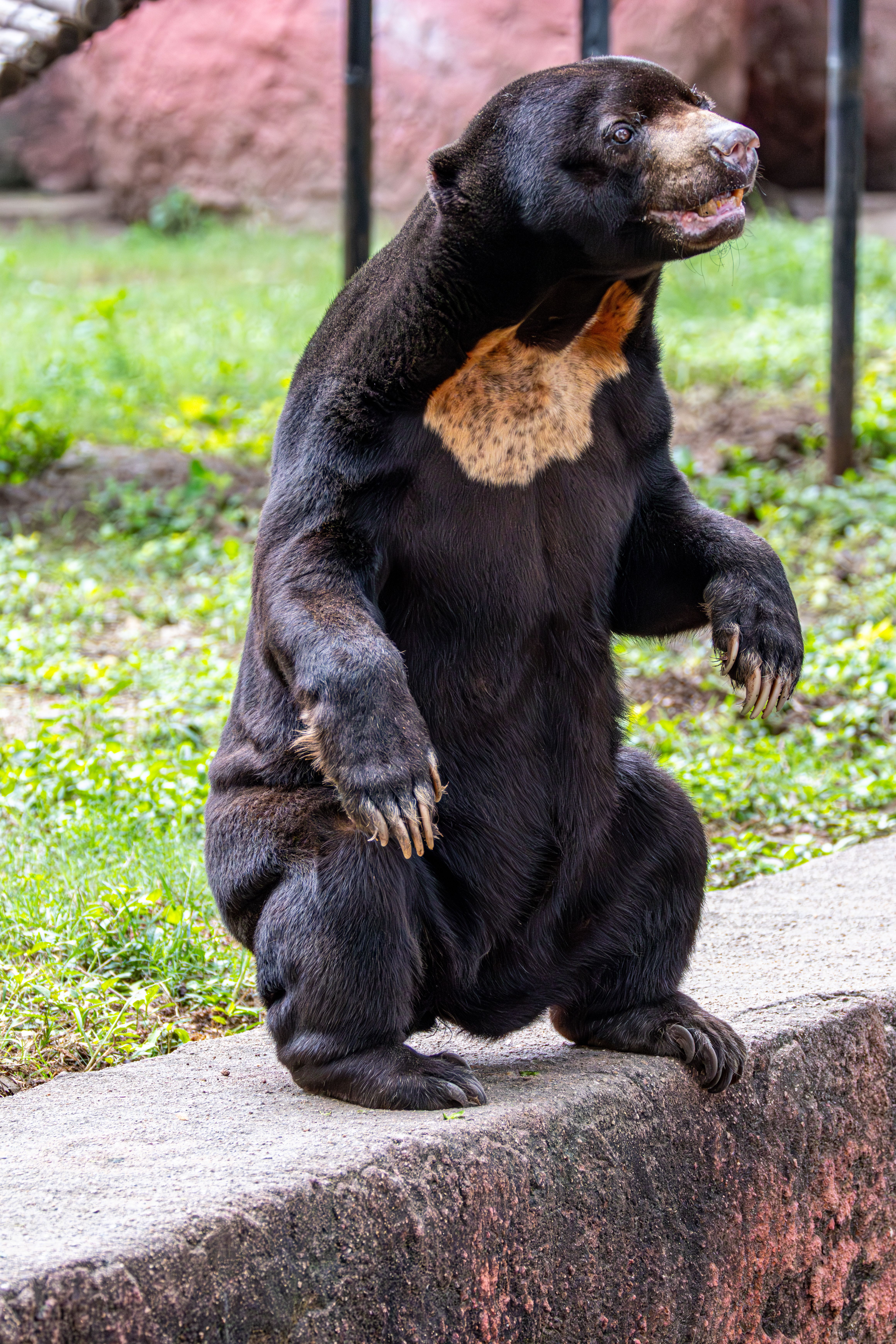 Standing Sun Bear in Outdoor Zoo Enclosure · Free Stock Photo