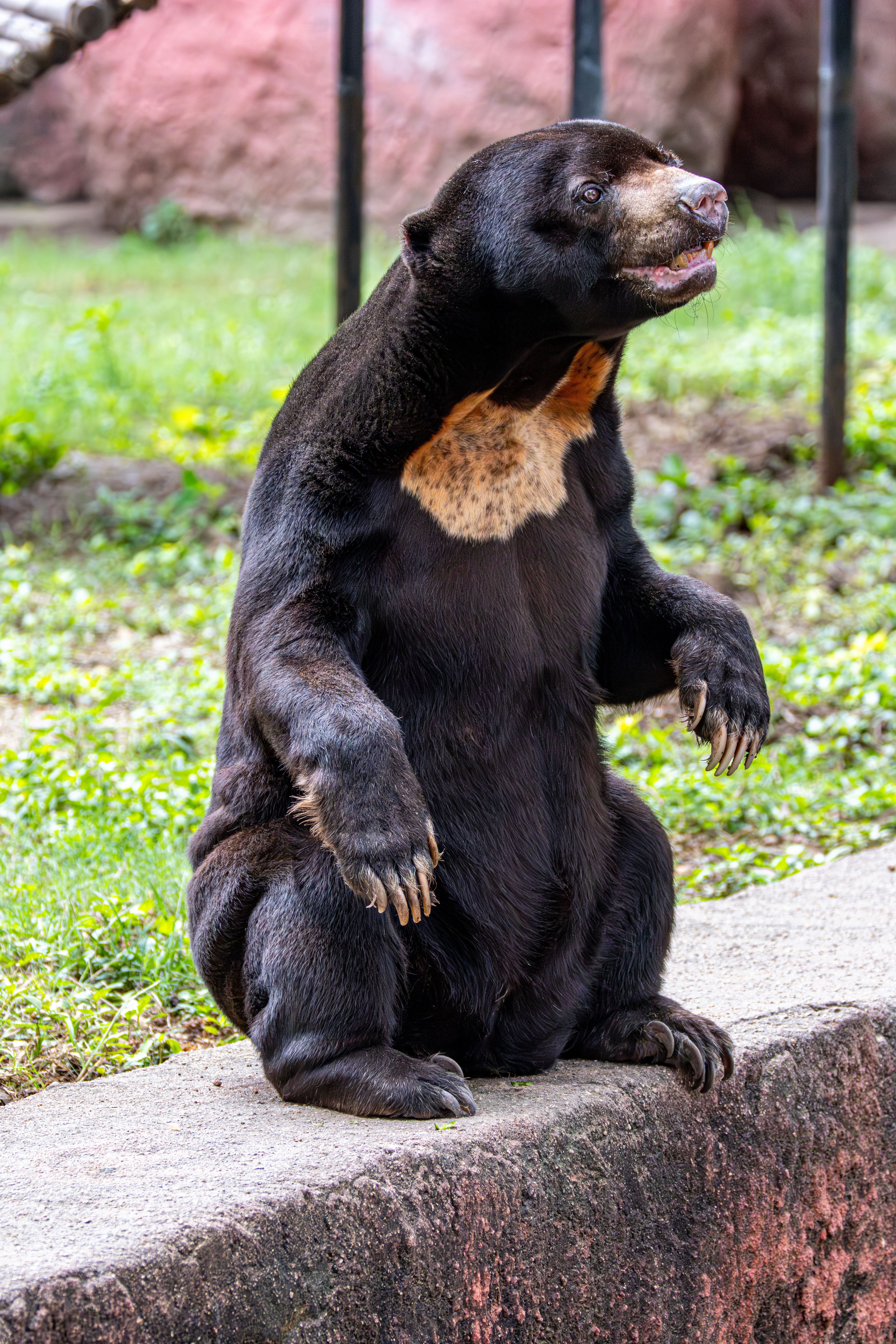 Foto de stock gratuita sobre al aire libre, animal, animales salvajes ...