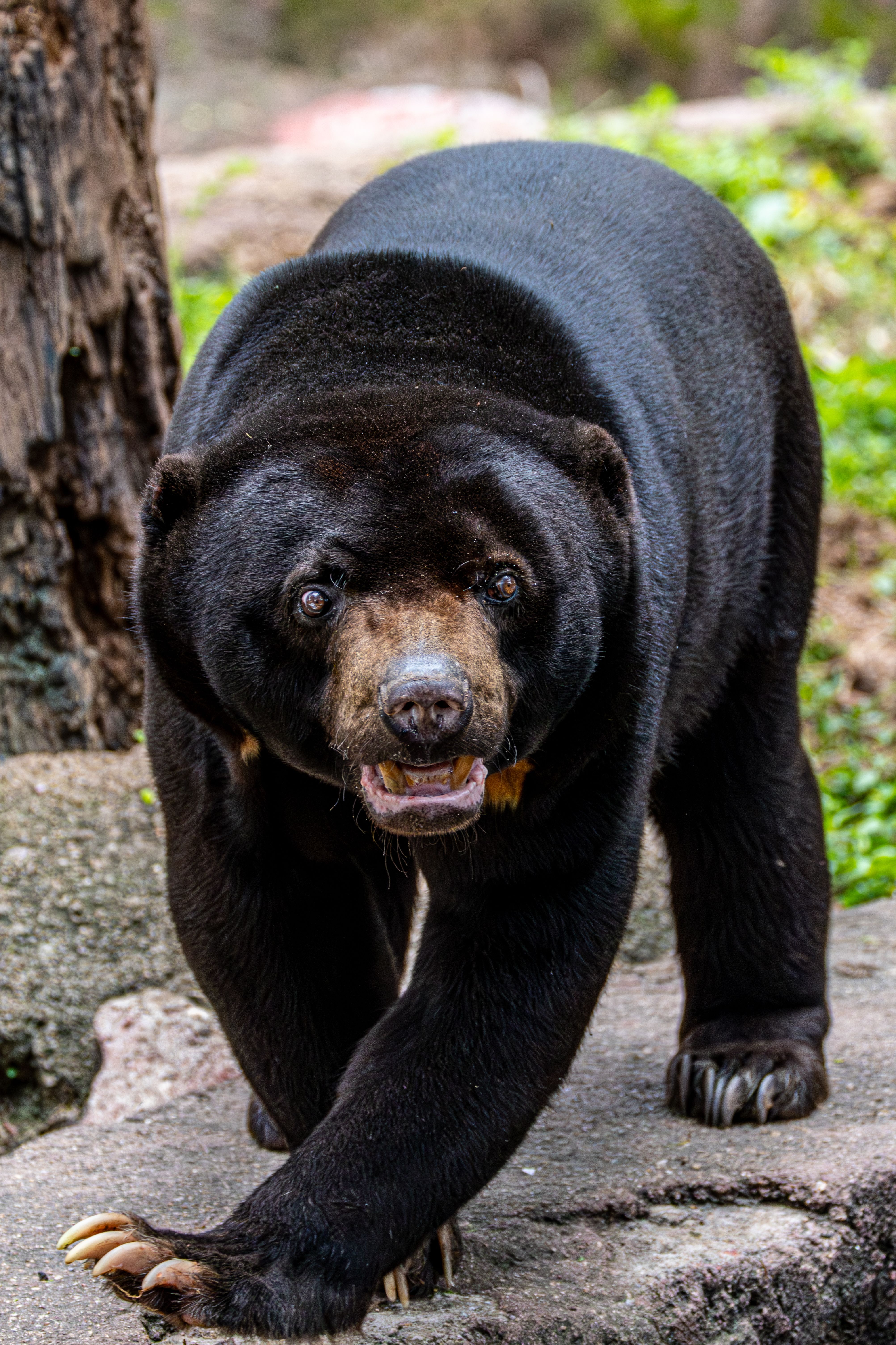 Close-Up of a Bornean Sun Bear in Habitat · Free Stock Photo