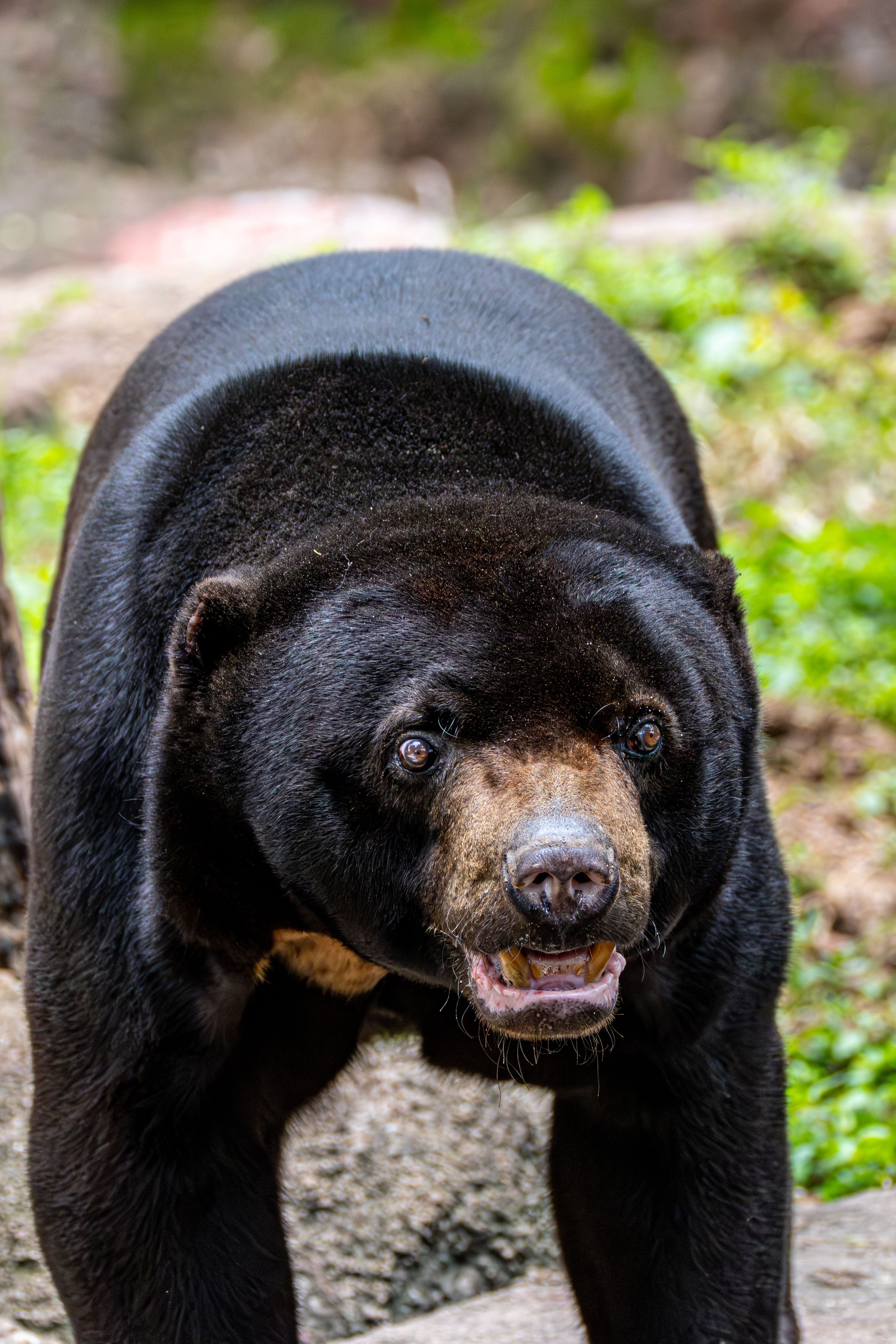 Close-Up of a Sun Bear in the Wild · Free Stock Photo