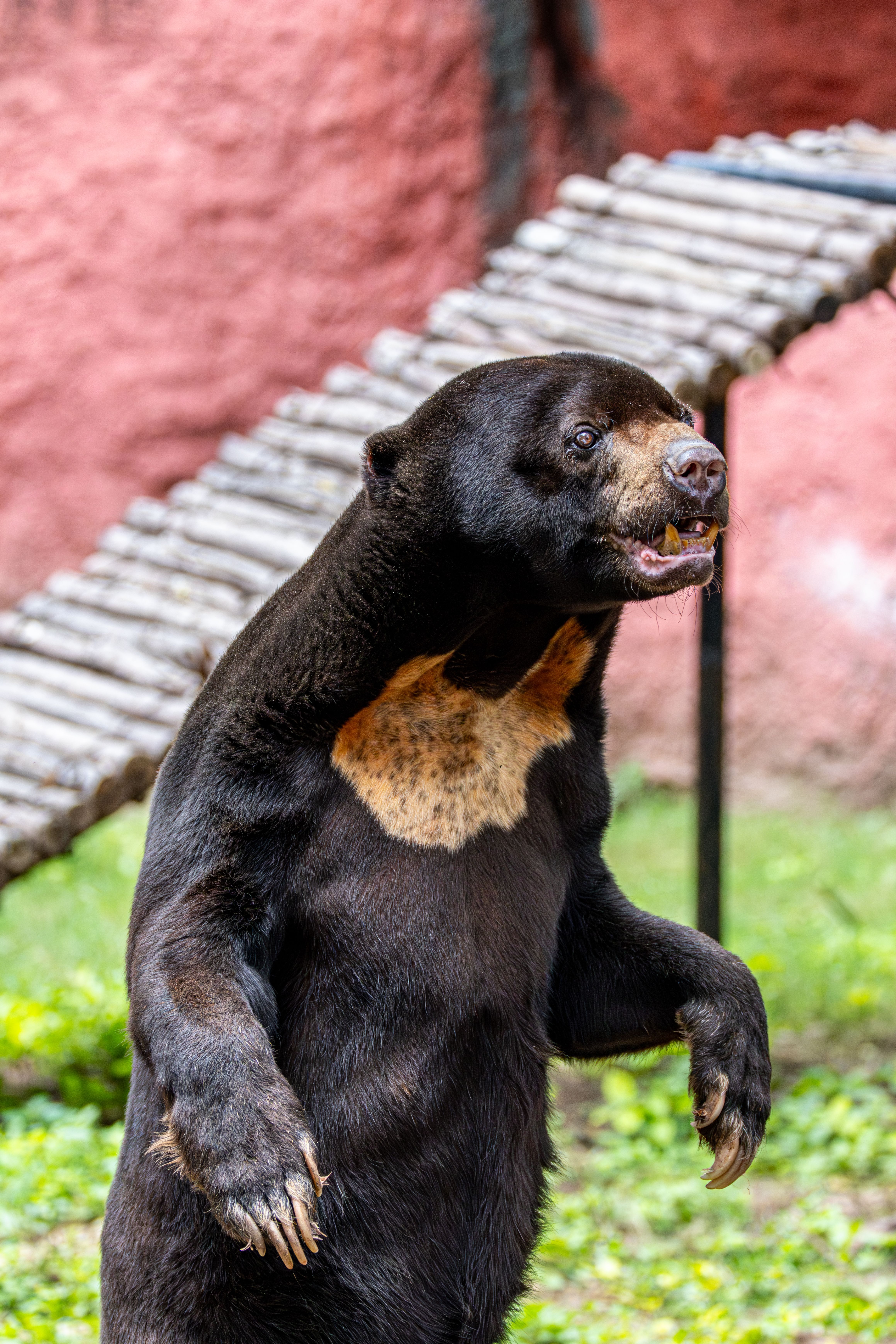 Bear Standing Up Photos, Download The BEST Free Bear Standing Up Stock ...