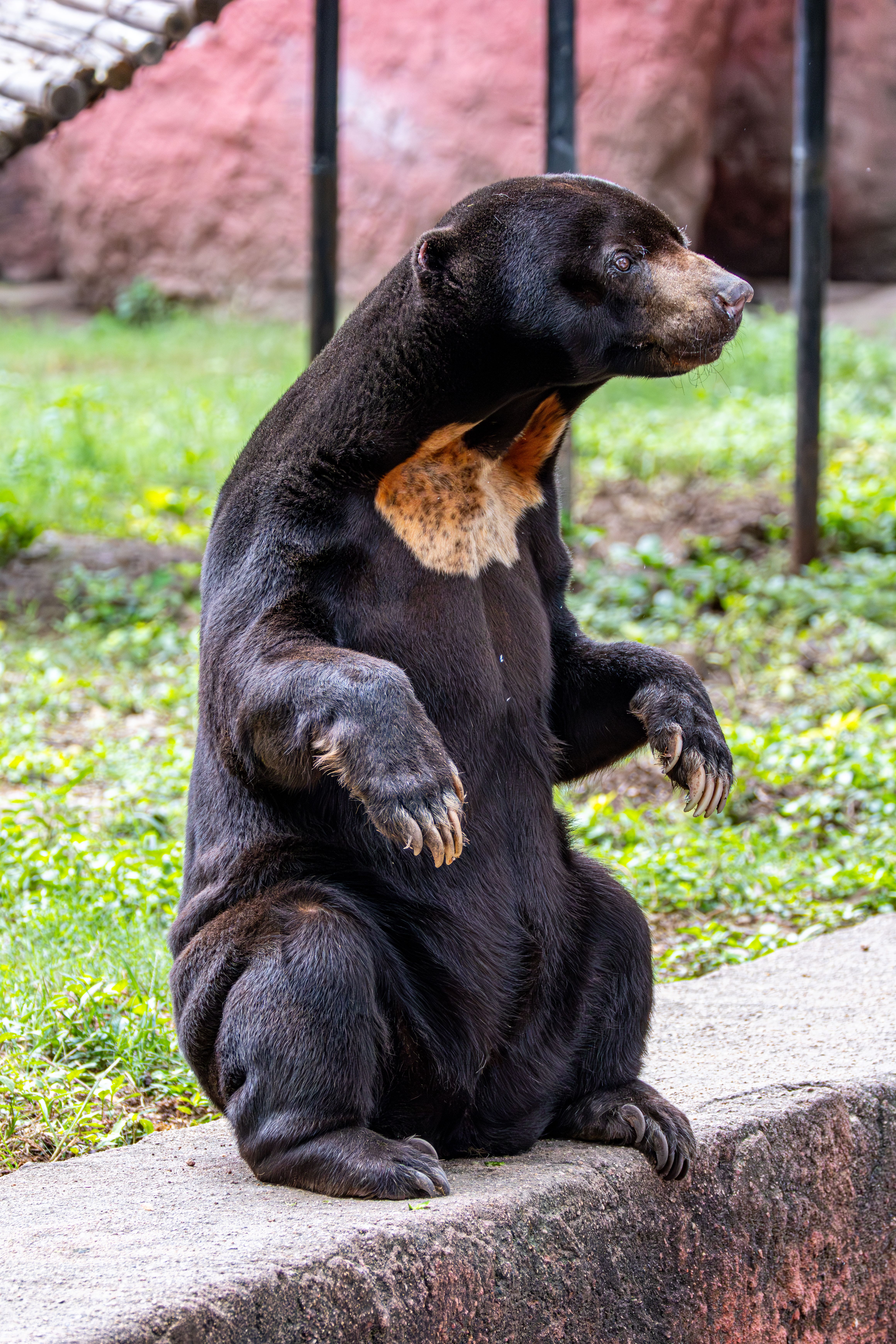 Standing Malayan Sun Bear in a Zoo Habitat · Free Stock Photo