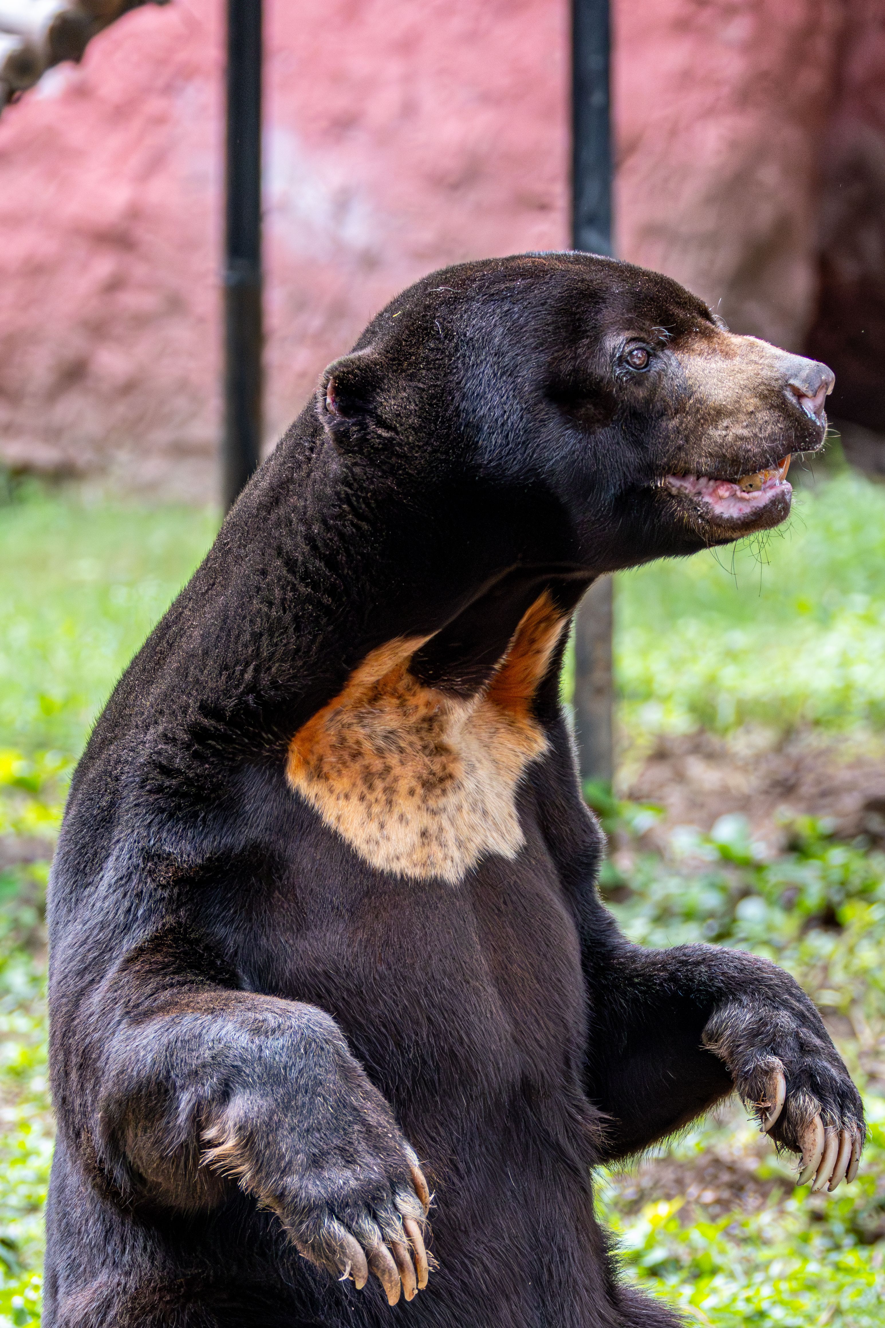 Bear Standing Up Photos, Download The BEST Free Bear Standing Up Stock ...