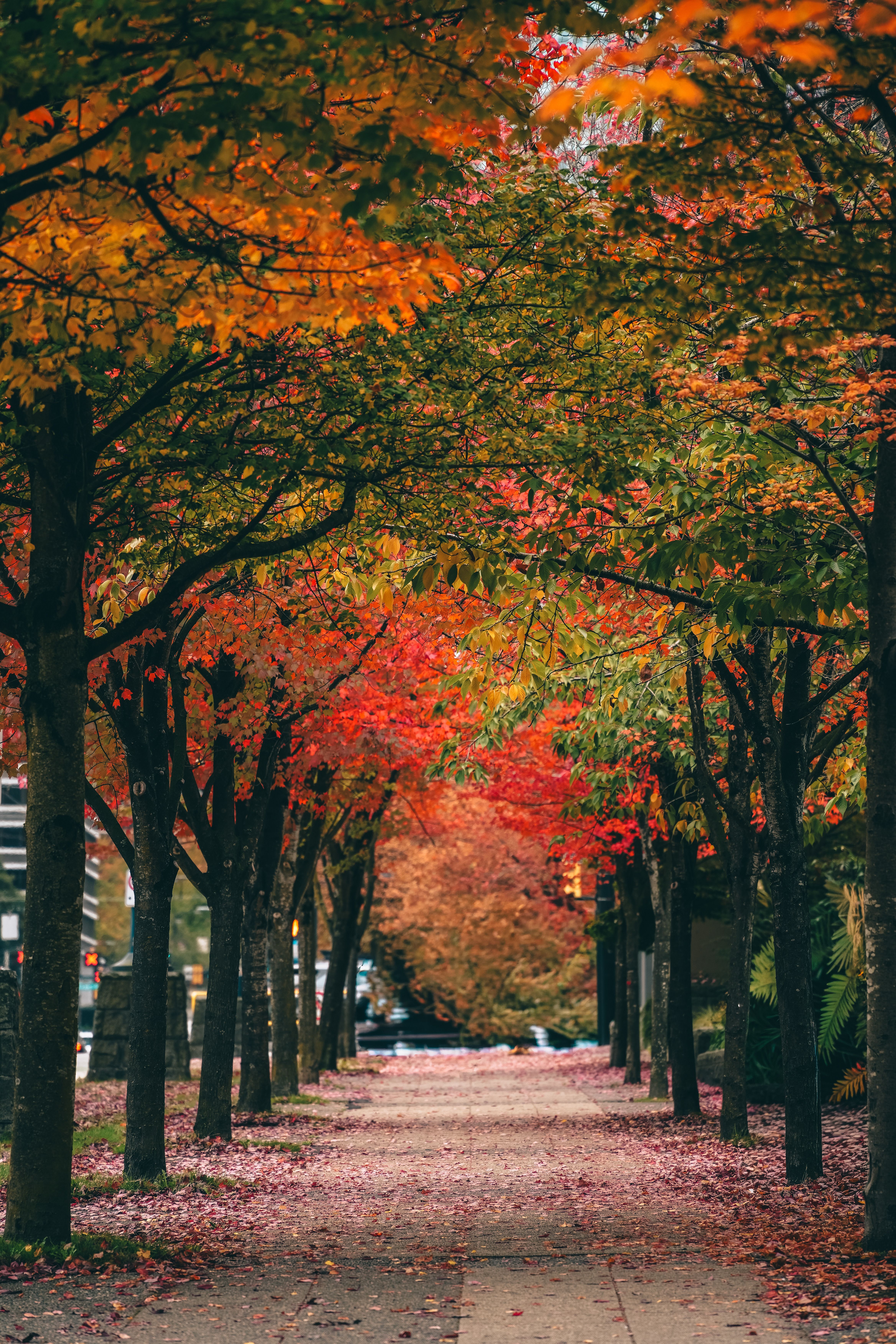 Vibrant Autumn Foliage in Sendai, Japan · Free Stock Photo