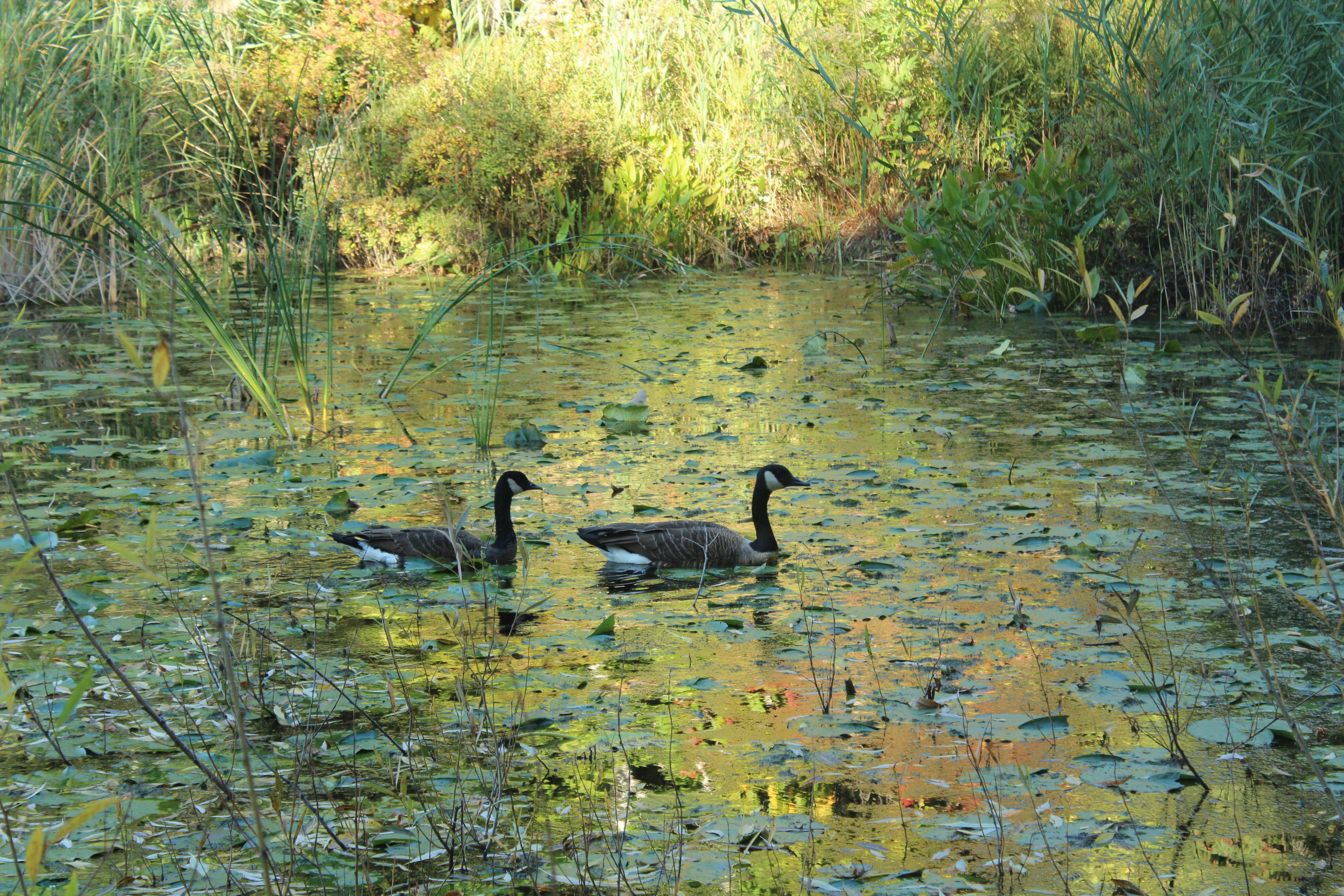 Serene Autumn Pond with Canadian Geese · Free Stock Photo