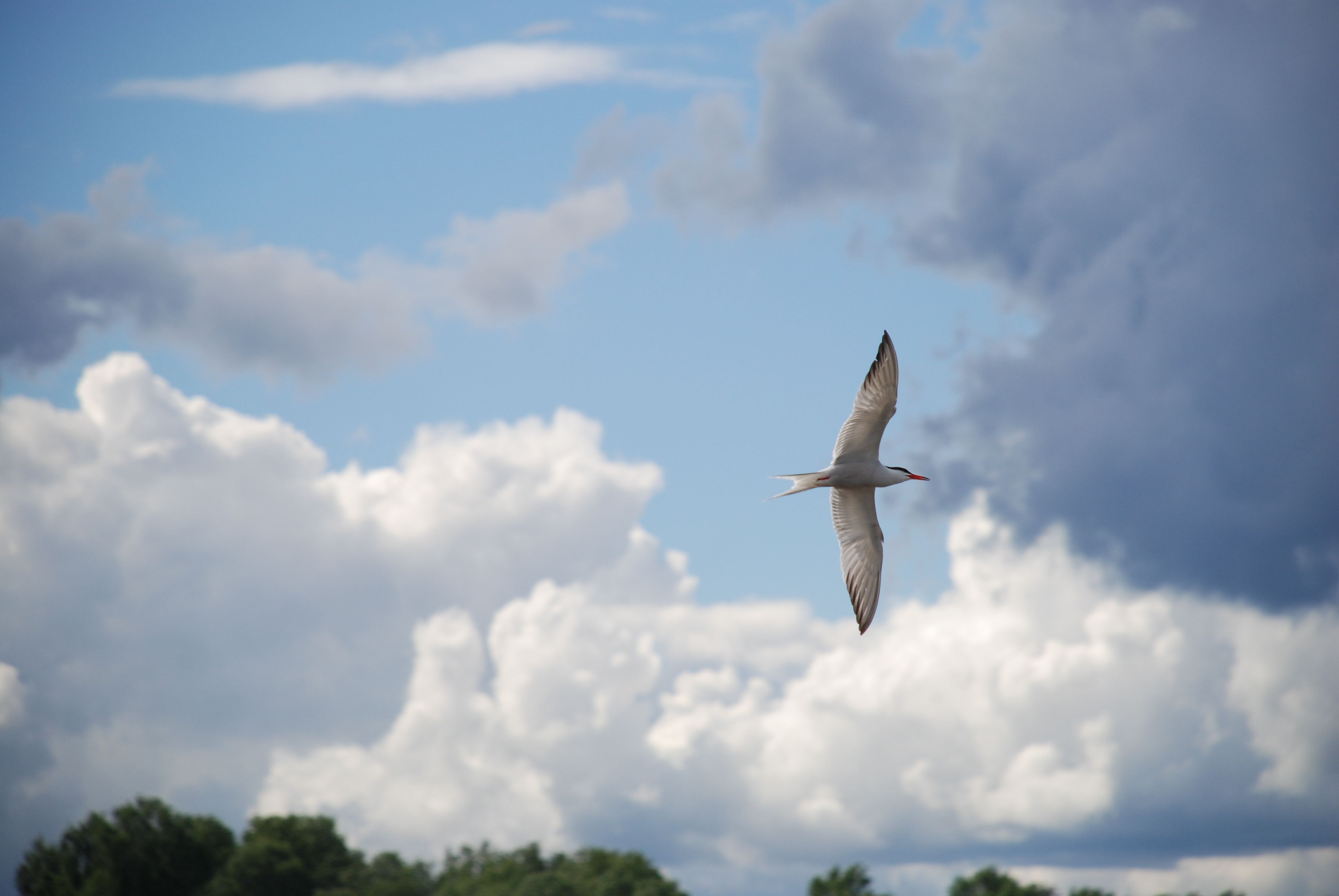 Majestic Bird Soaring in Blue Sky · Free Stock Photo