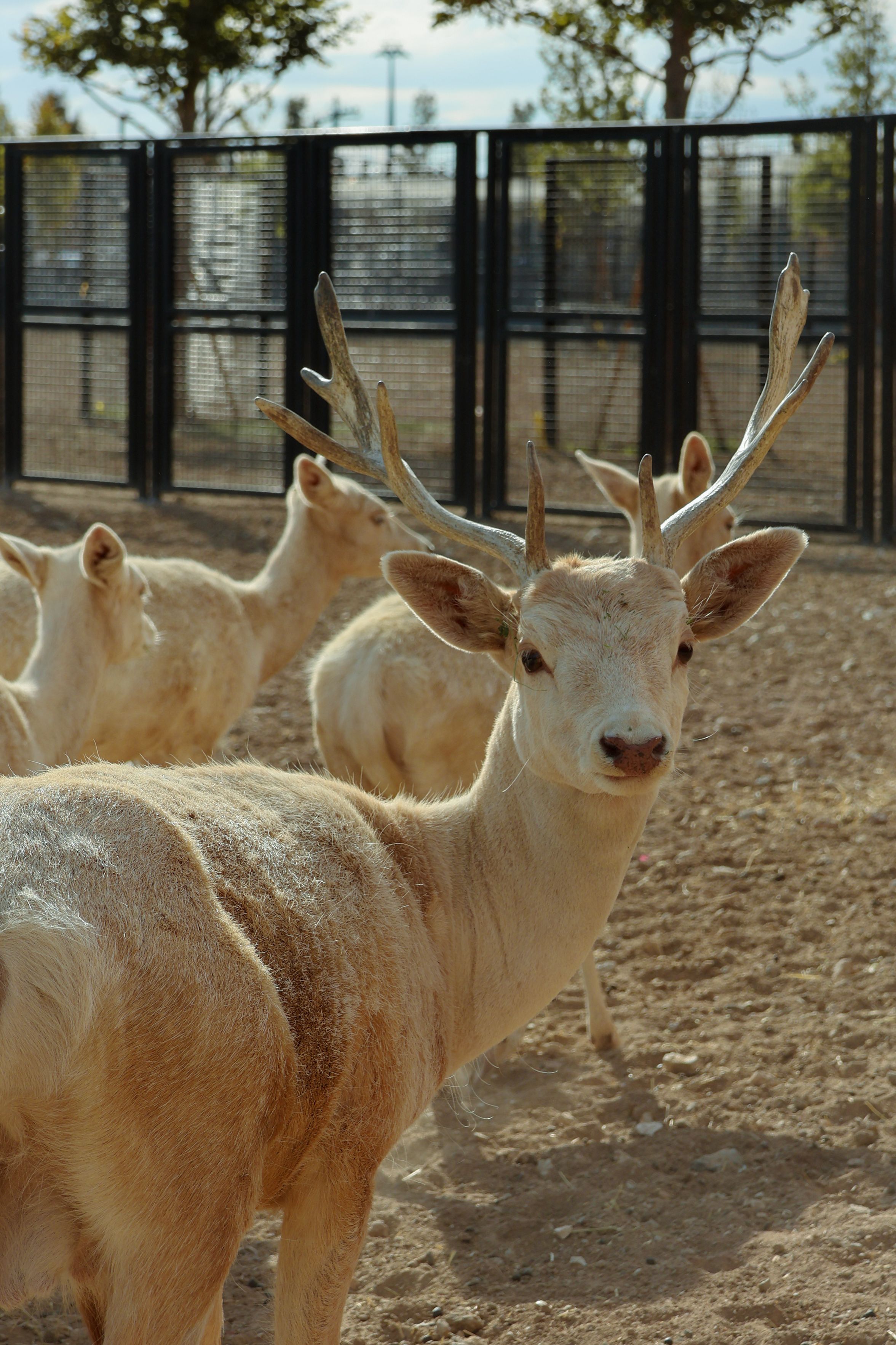Graceful White Deer in Ankara Zoo Habitat · Free Stock Photo