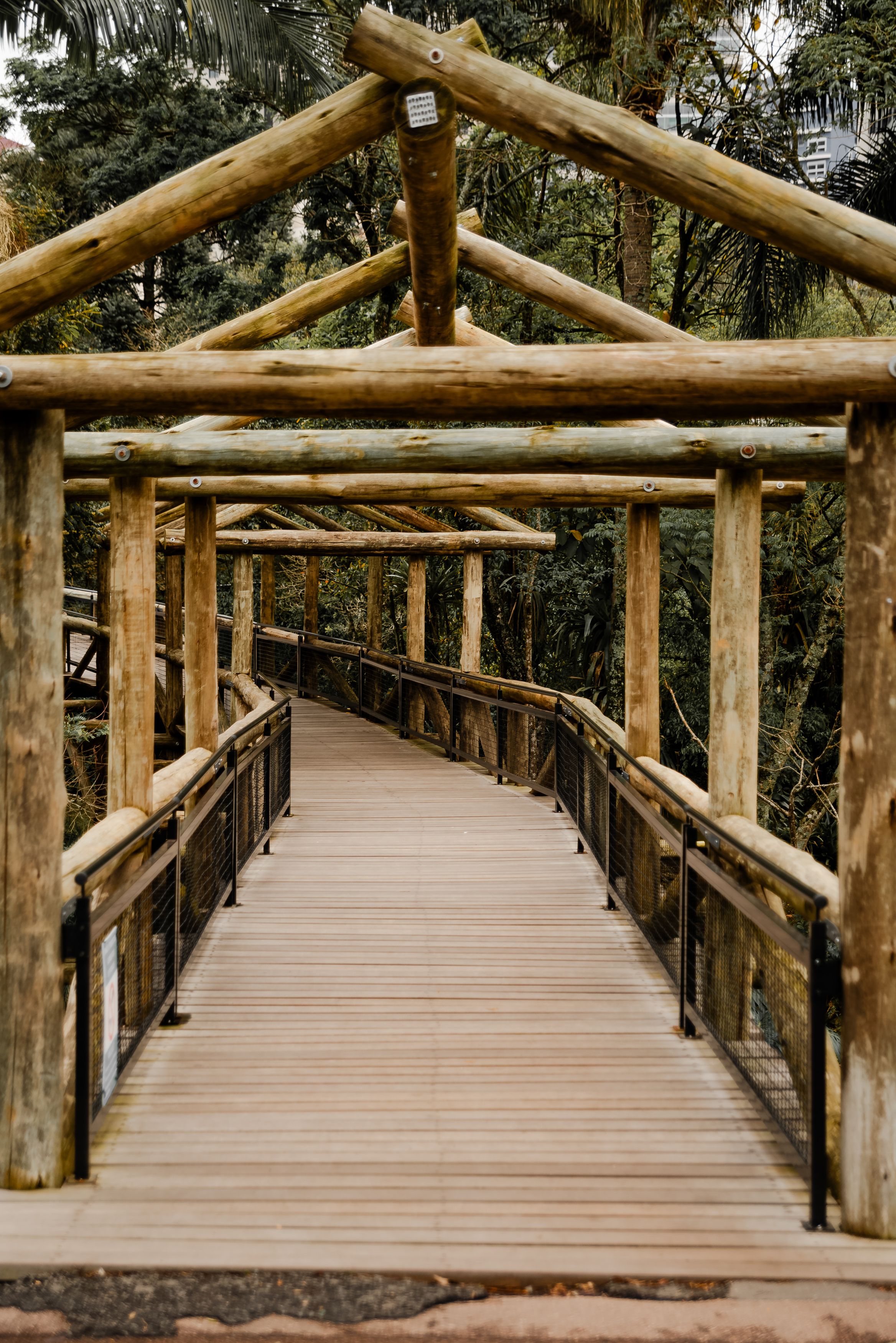 Sendero Escénico De Madera A Través Del Bosque · Foto de stock gratuita