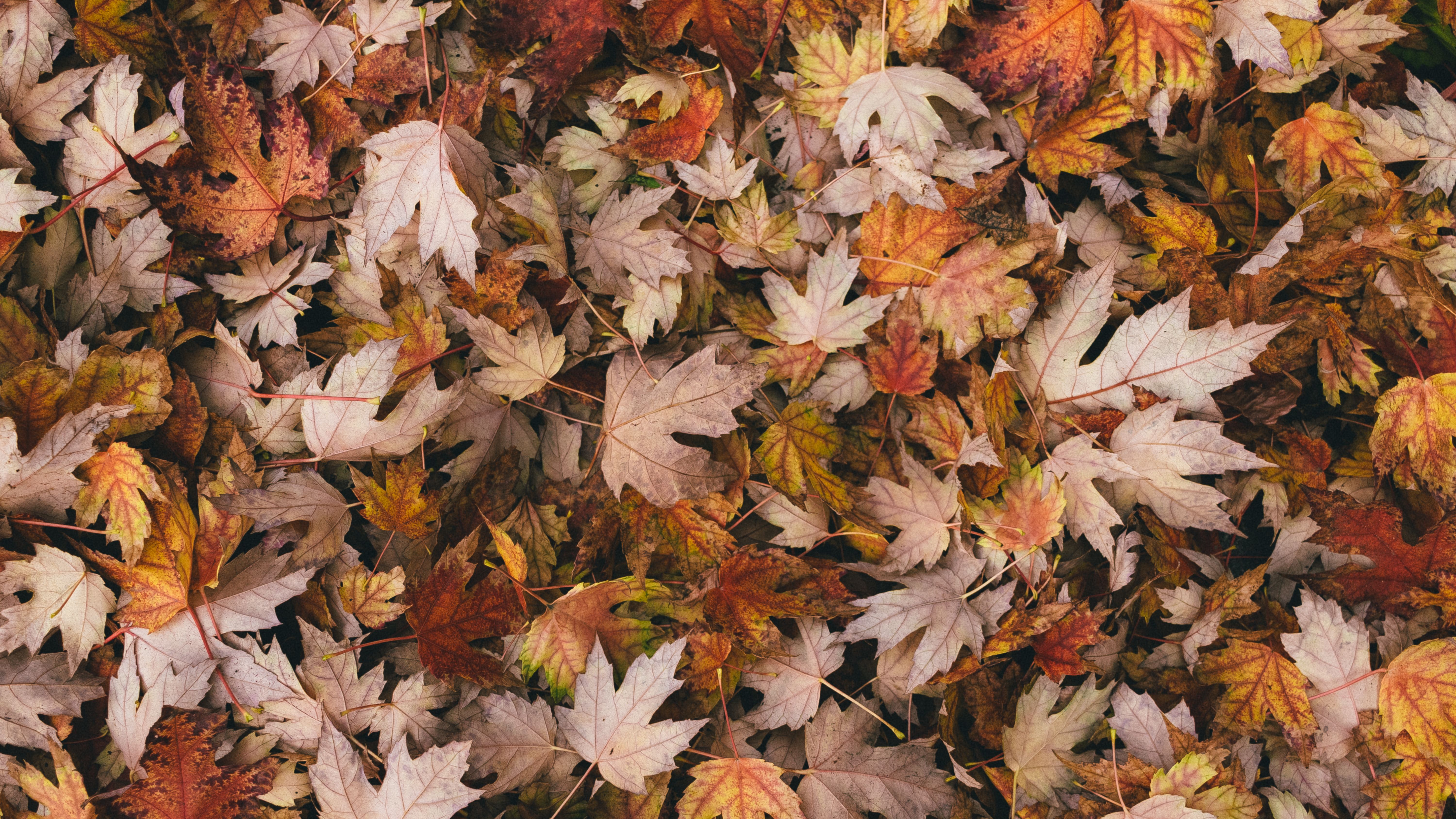 Brown and Red Leaves · Free Stock Photo