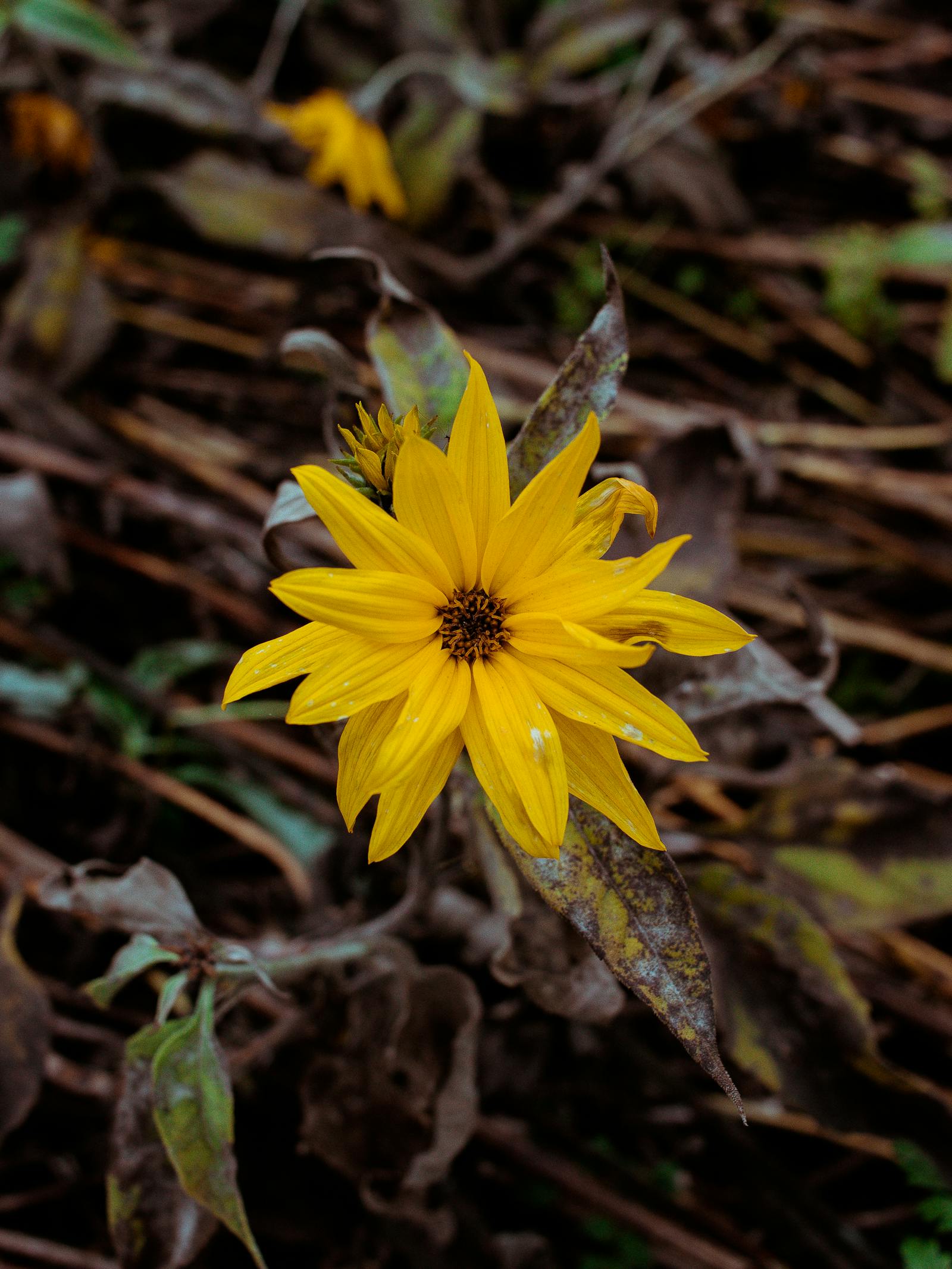 Fall Sunflower Background Photos, Download The BEST Free Fall Sunflower ...