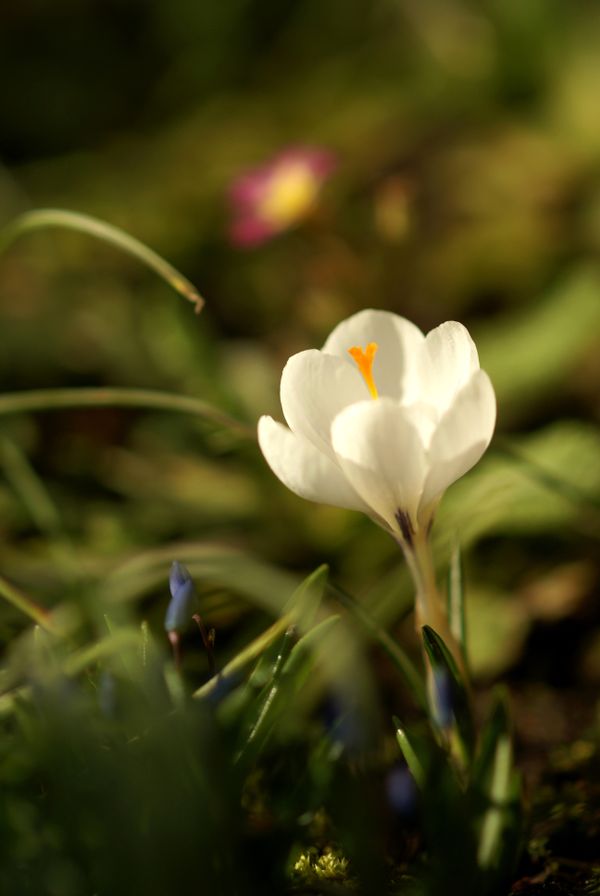 Spring Flower Photos, Download The BEST Free Spring Flower Stock Photos ...