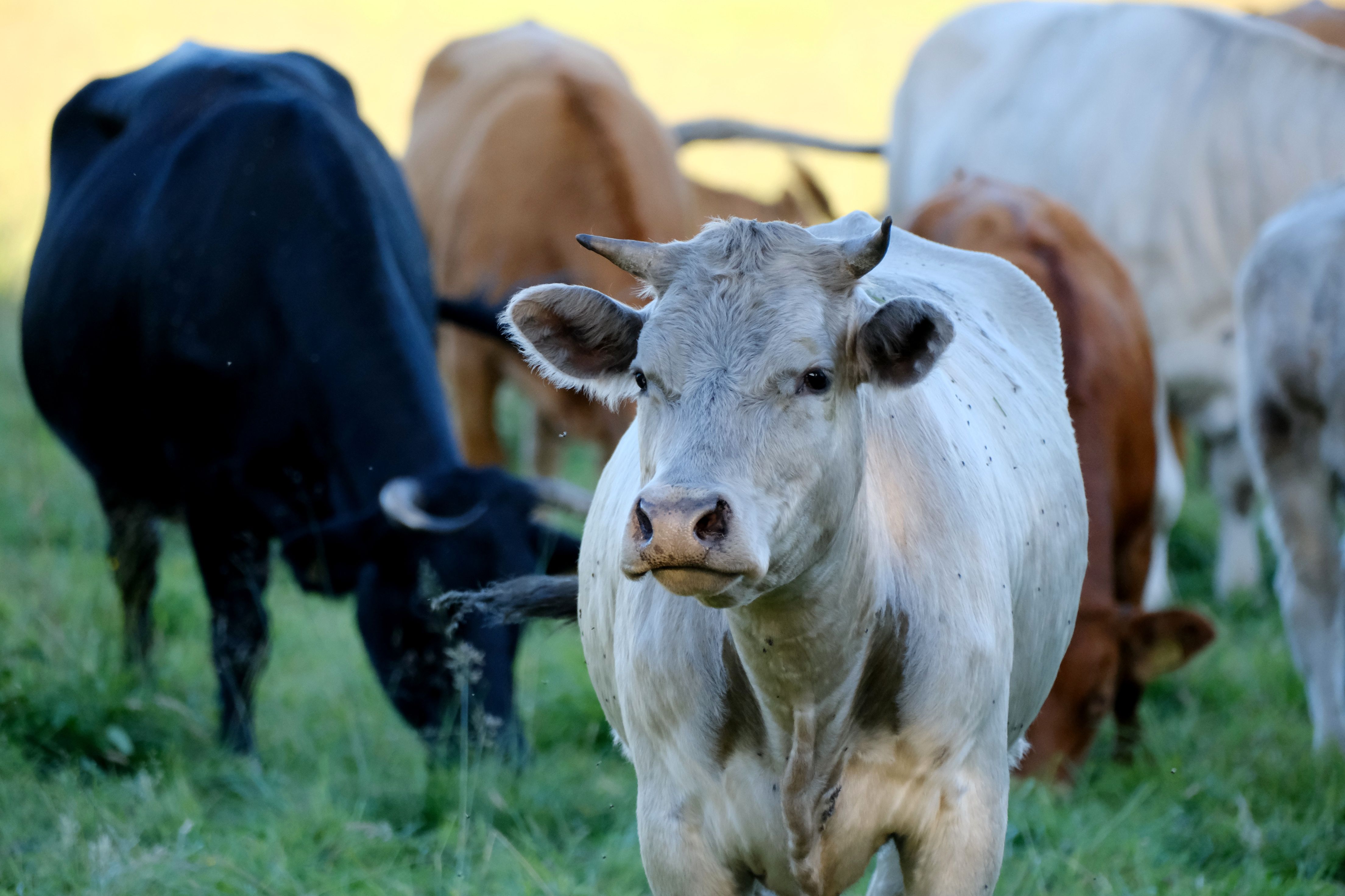 Ww2 51cgk7 Cow Photos, Download The BEST Free Ww2 51cgk7 Cow Stock ...