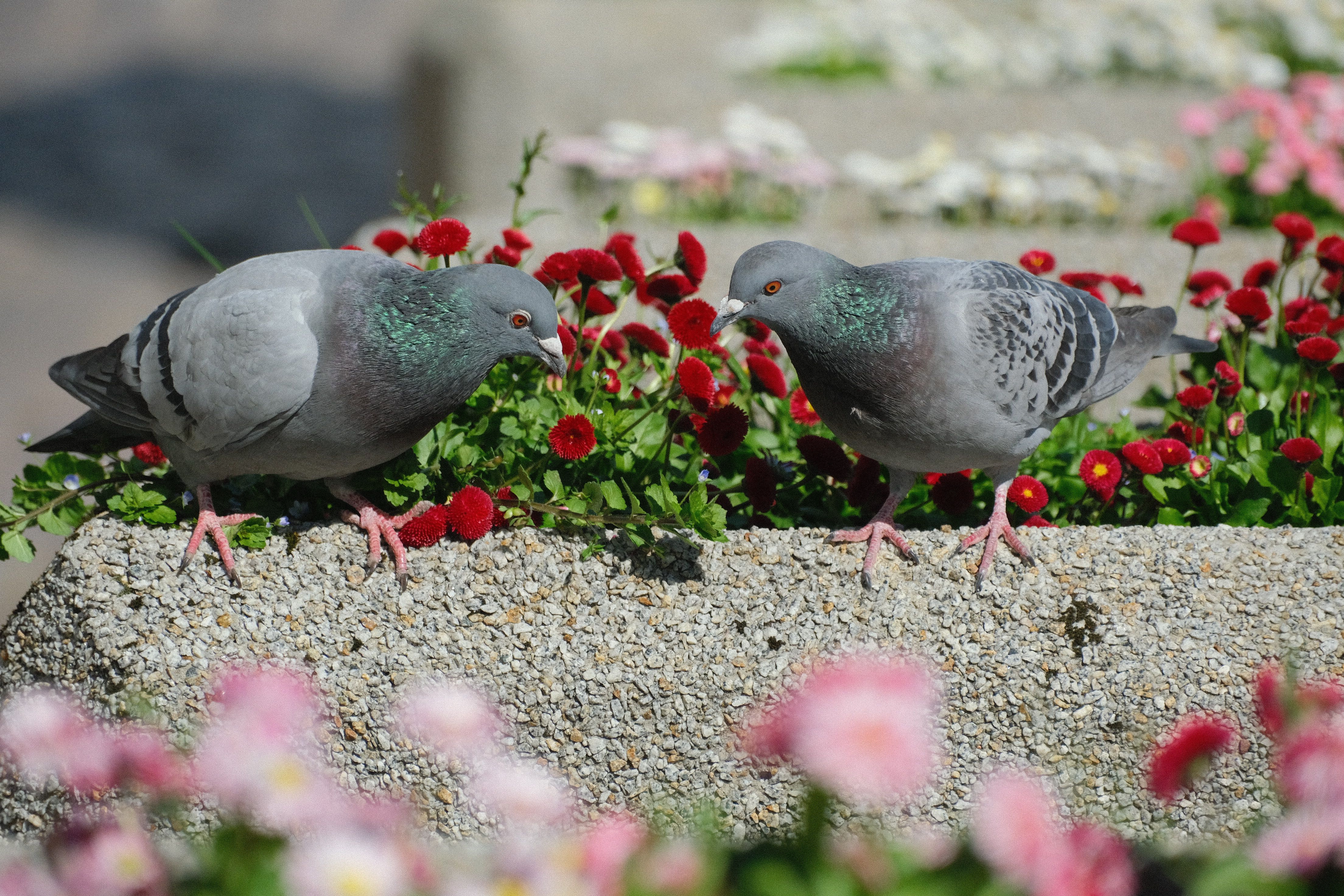 Pigeon+Locker Photos, Download The BEST Free Pigeon+Locker Stock Photos ...