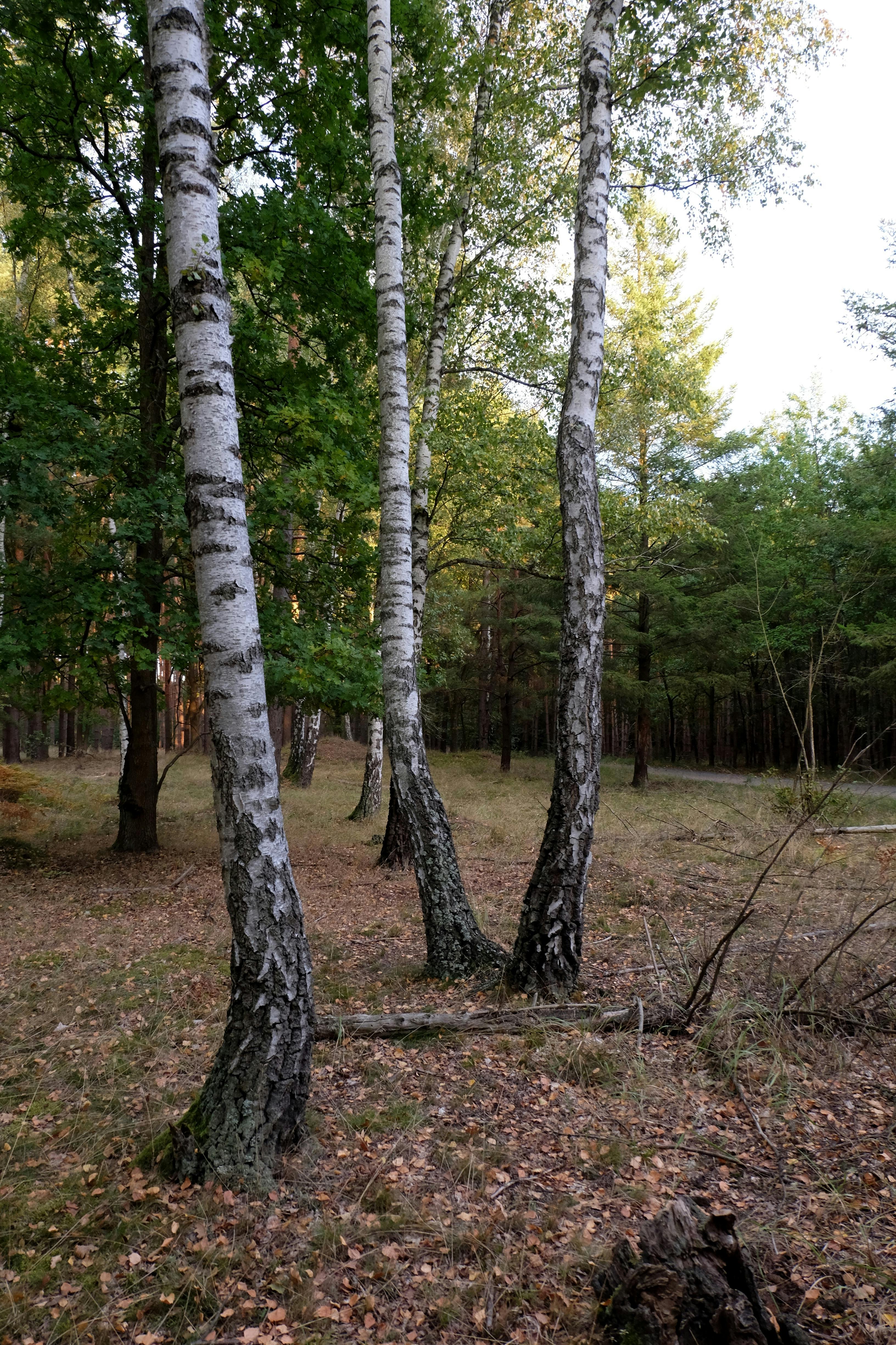 Serene Birch Forest at Dusk in Autumn · Free Stock Photo