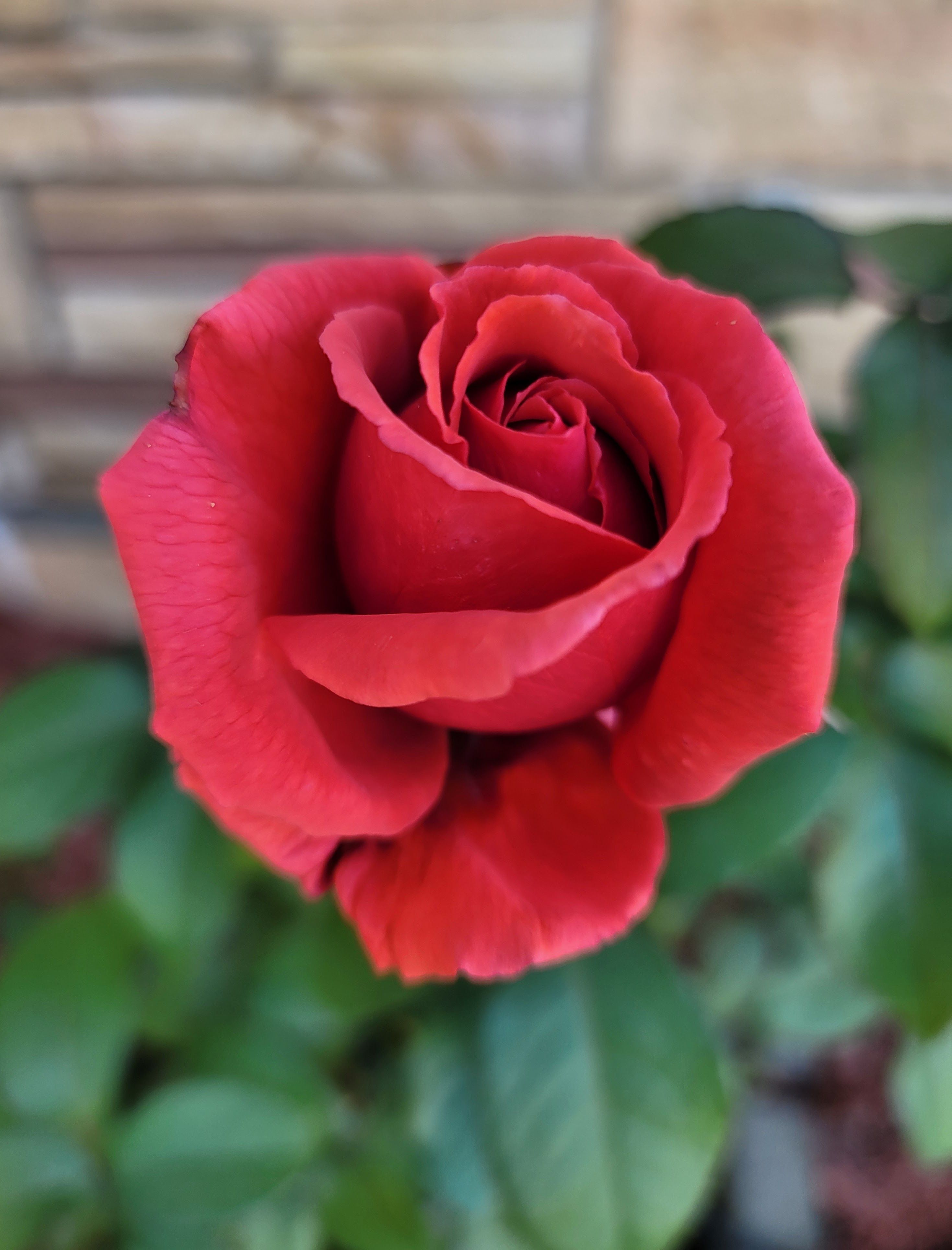 Close-up of a Vibrant Red Rose in Bloom · Free Stock Photo