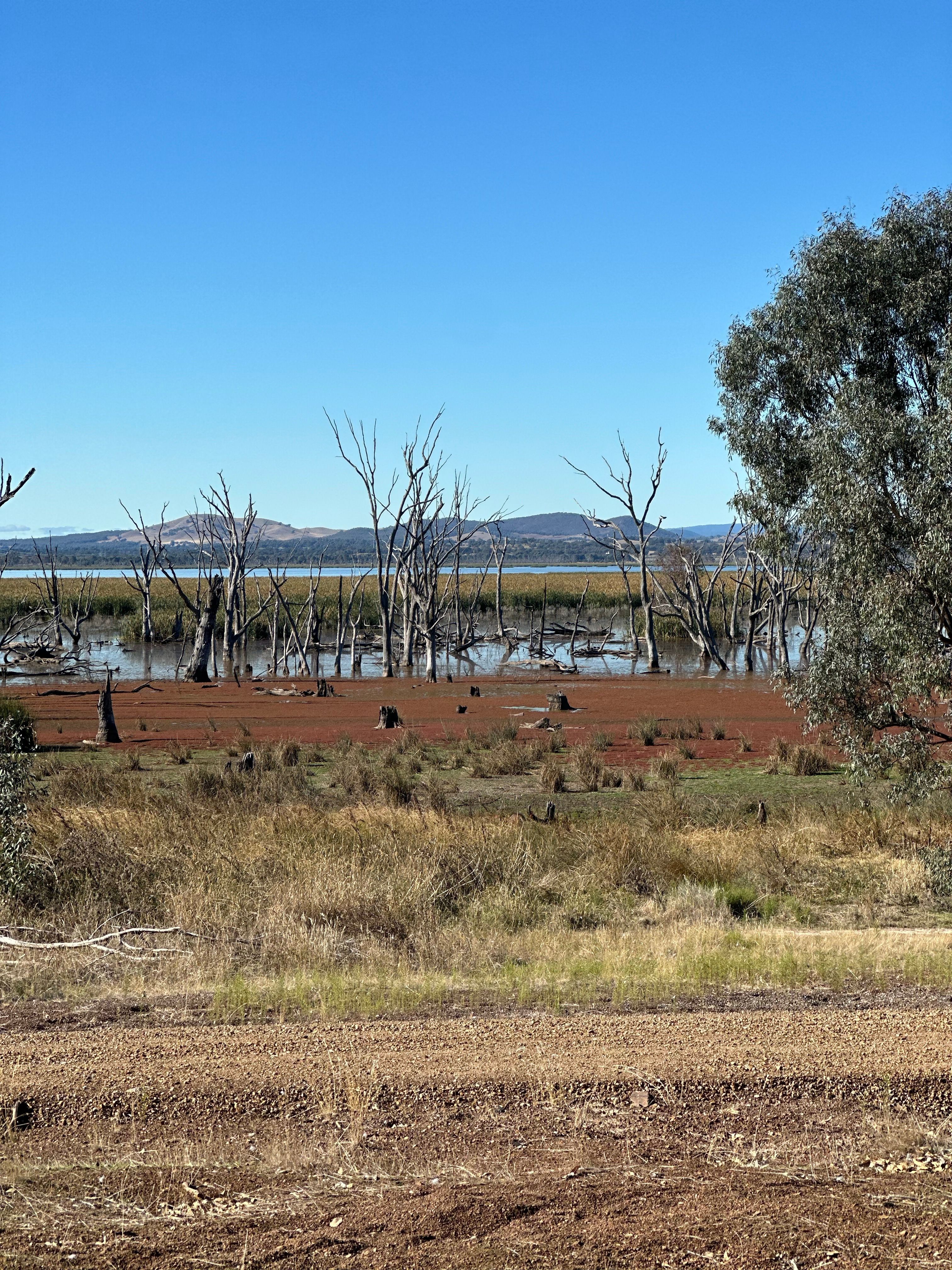 Winton Wetlands Landscape with Bare Trees and Mountains · Free Stock Photo