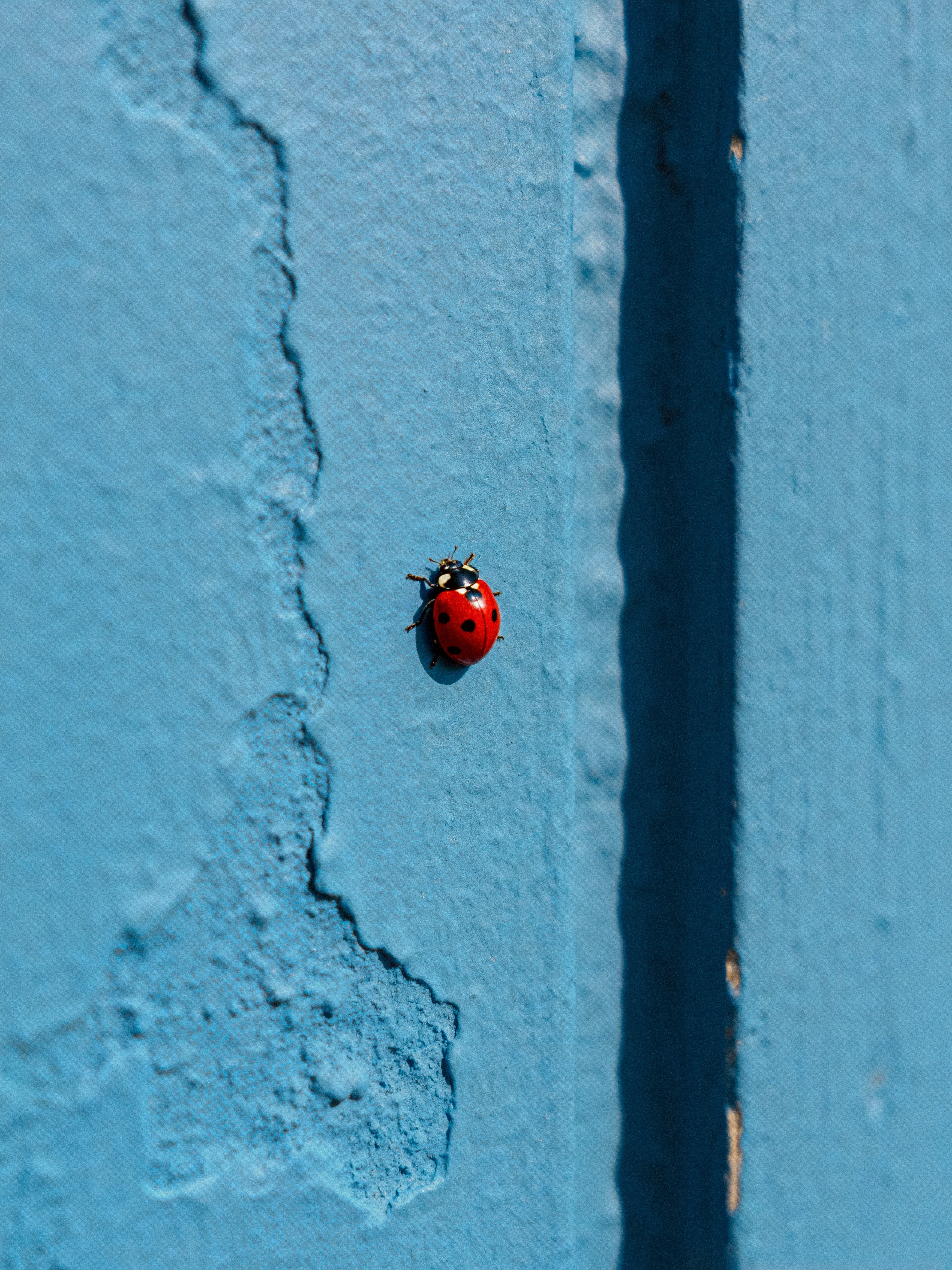 Pest Control Photos, Download The BEST Free Pest Control Stock Photos ...