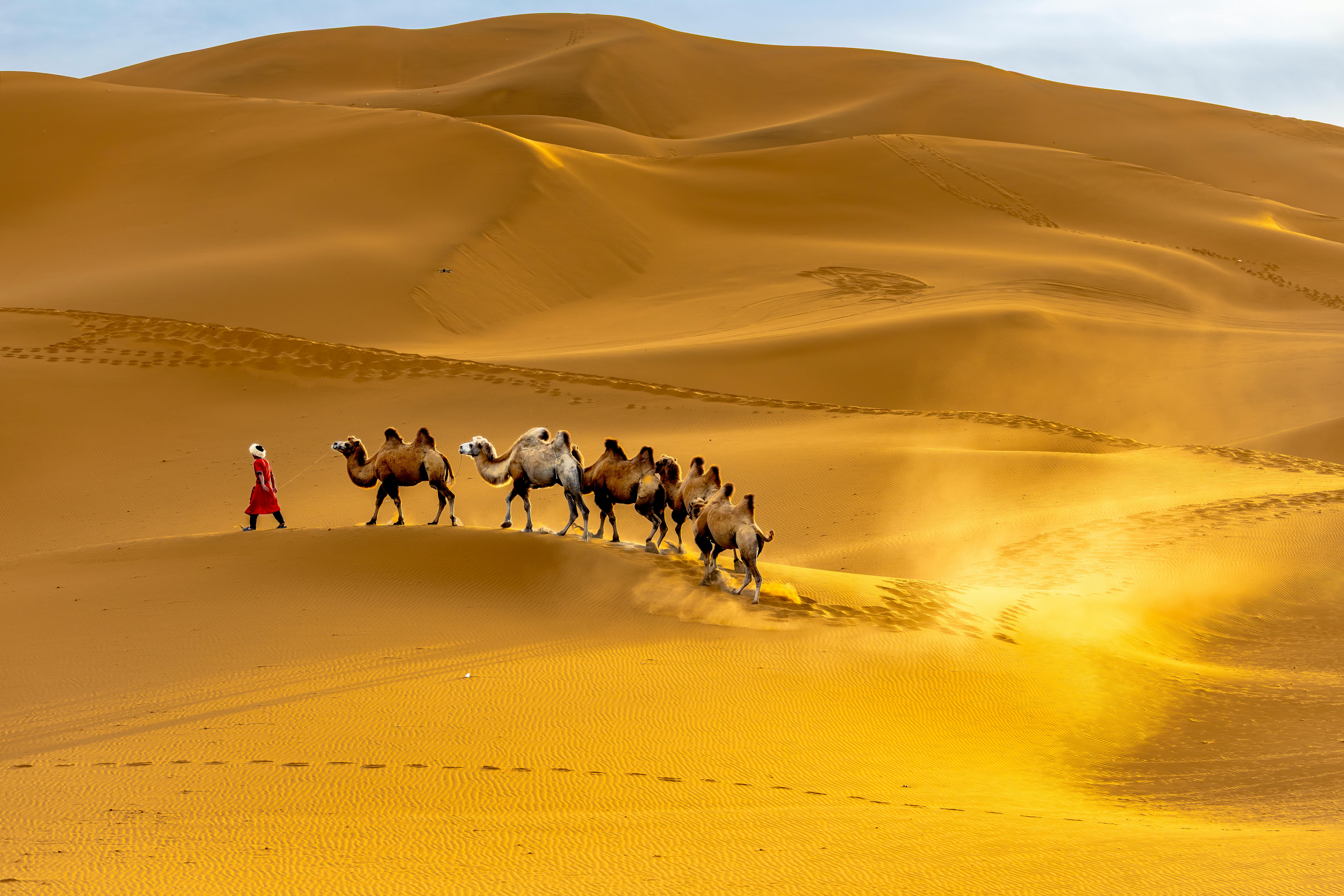Camel Caravan Crossing Majestic Desert Dunes · Free Stock Photo