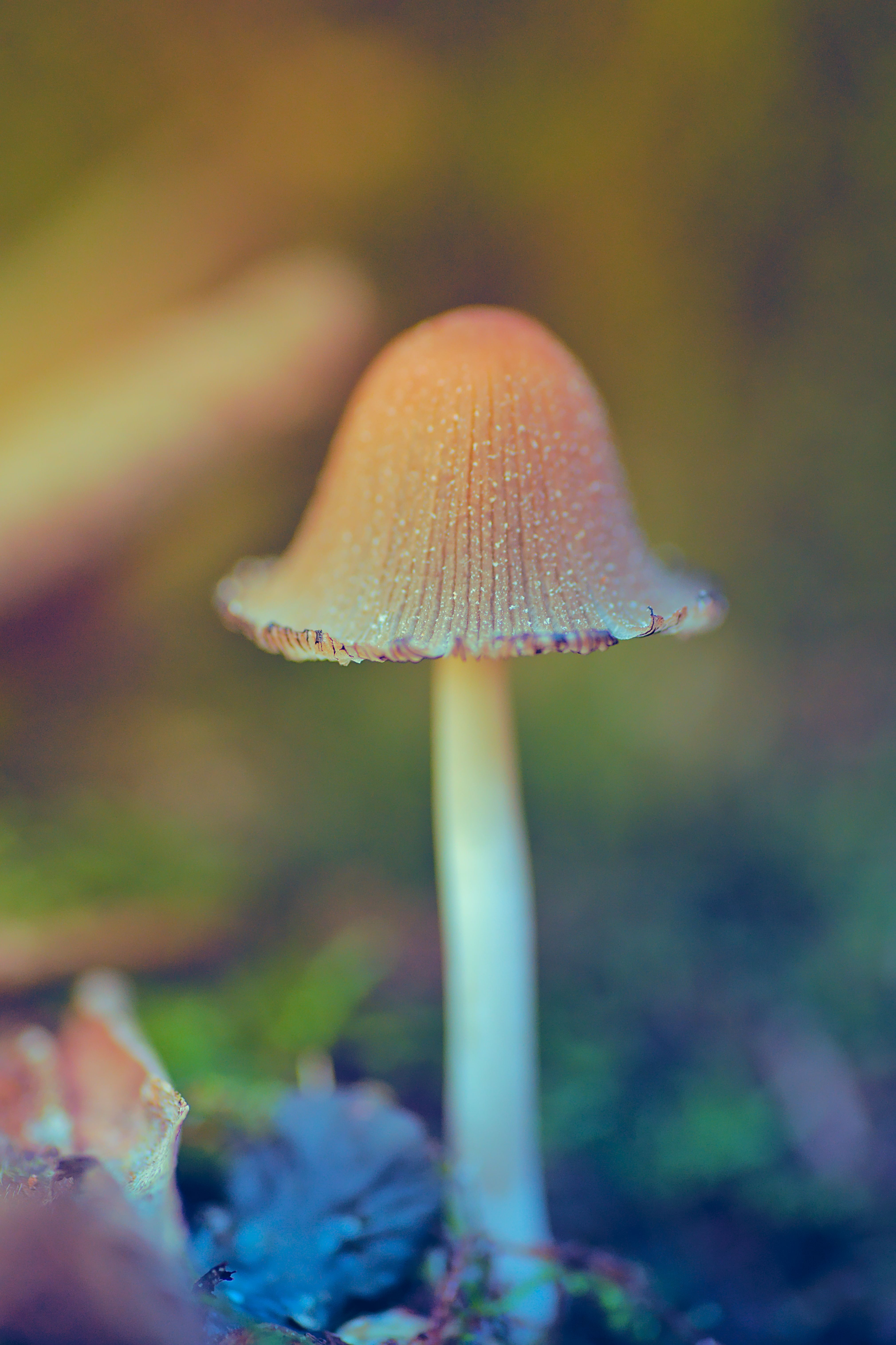 Fungus Photos, Download The BEST Free Fungus Stock Photos & HD Images