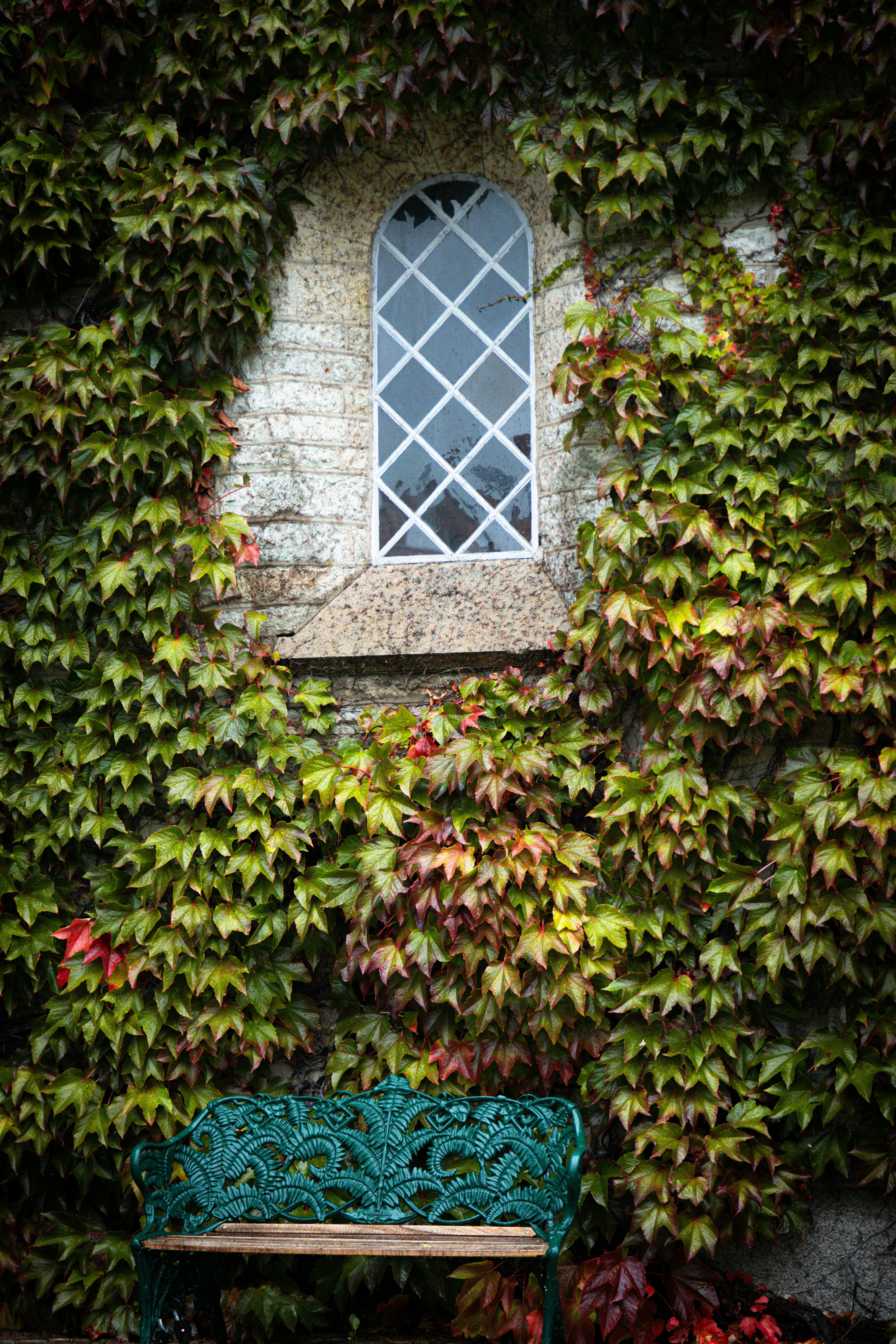 Photo of Window With Vine Plants · Free Stock Photo