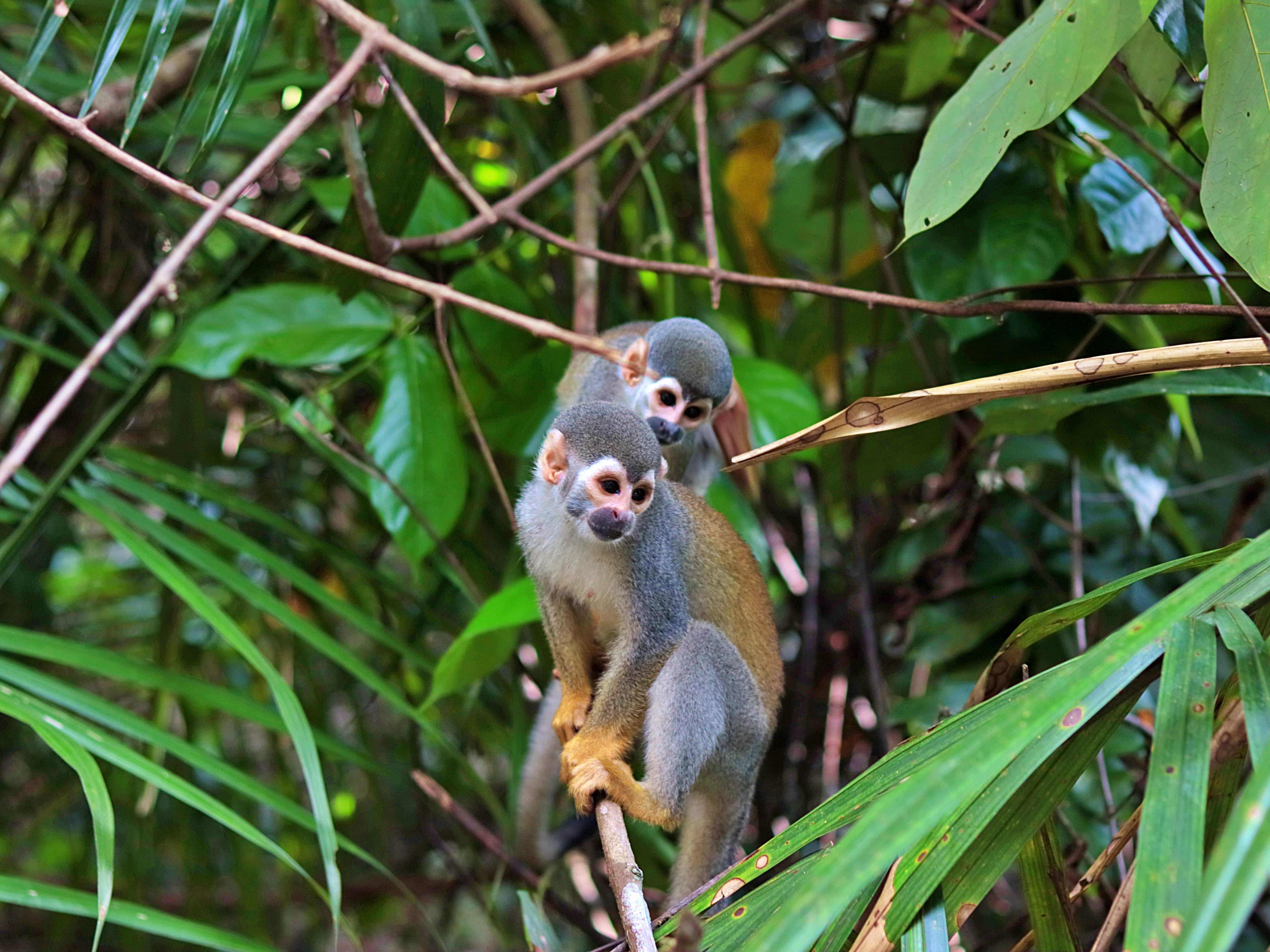 Zoo Animals Images Photos, Download The BEST Free Zoo Animals Images ...