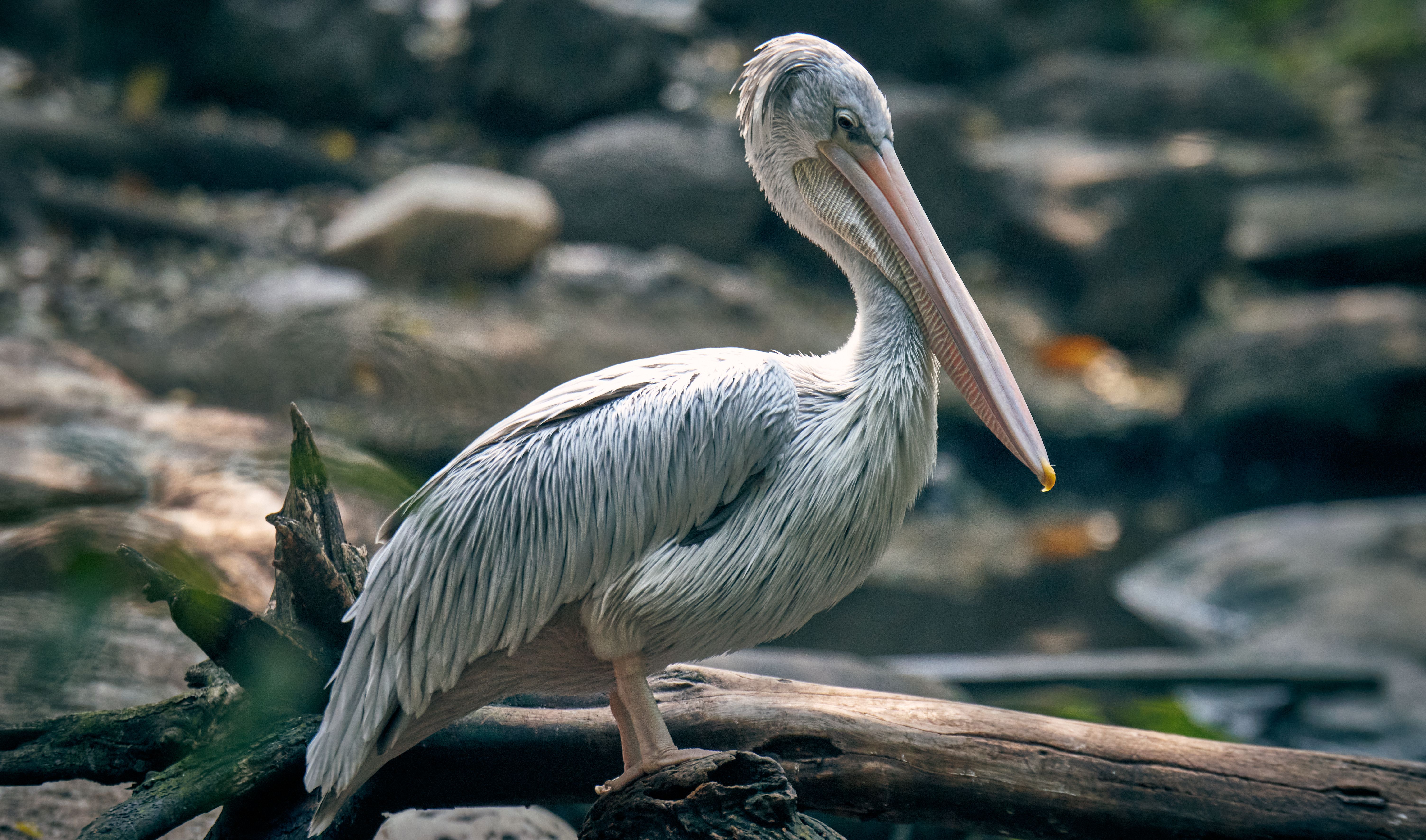 Majestic Pelican Resting on a Log in Nature · Free Stock Photo
