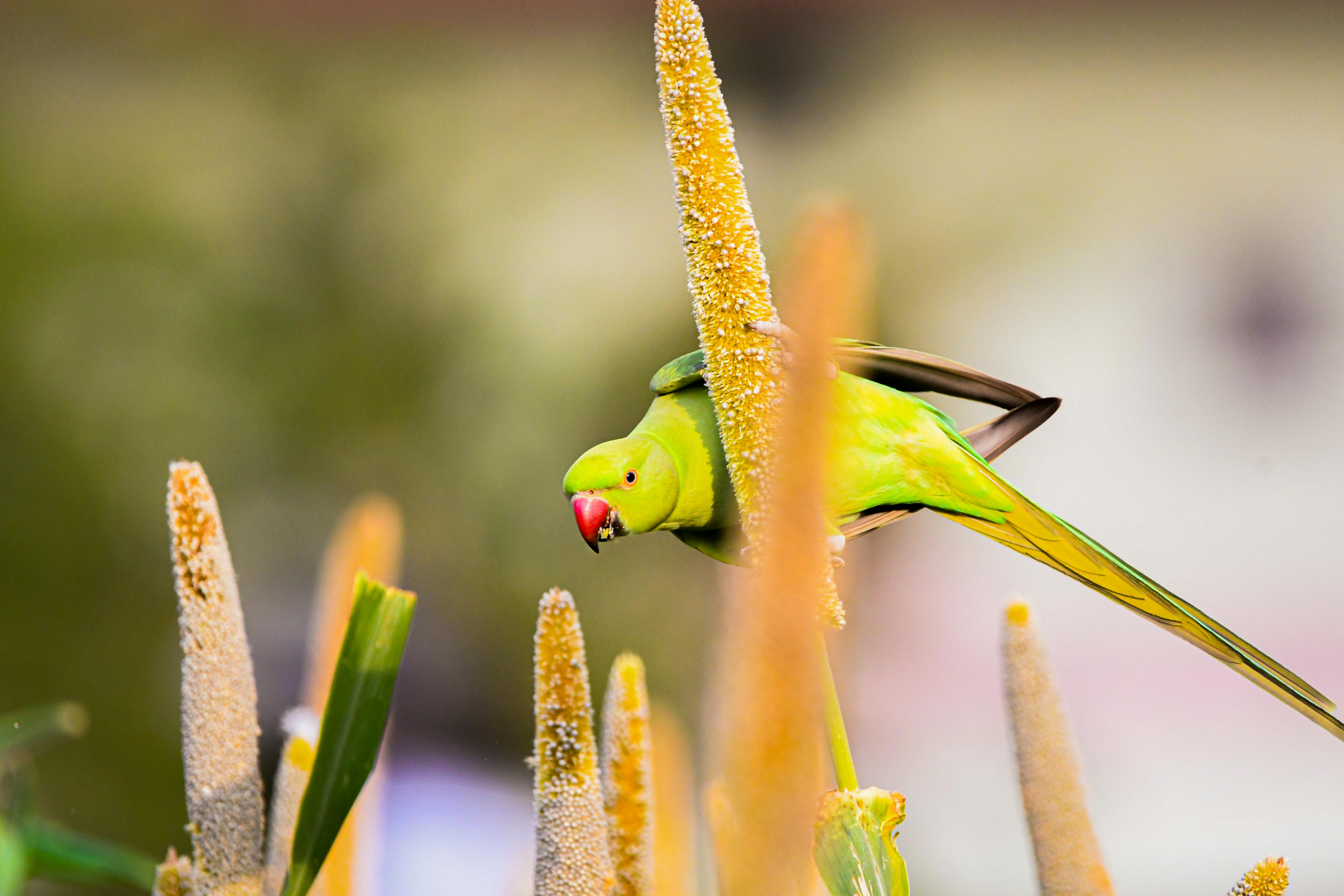 Vibrant Green Parakeet on Millet Stalks · Free Stock Photo