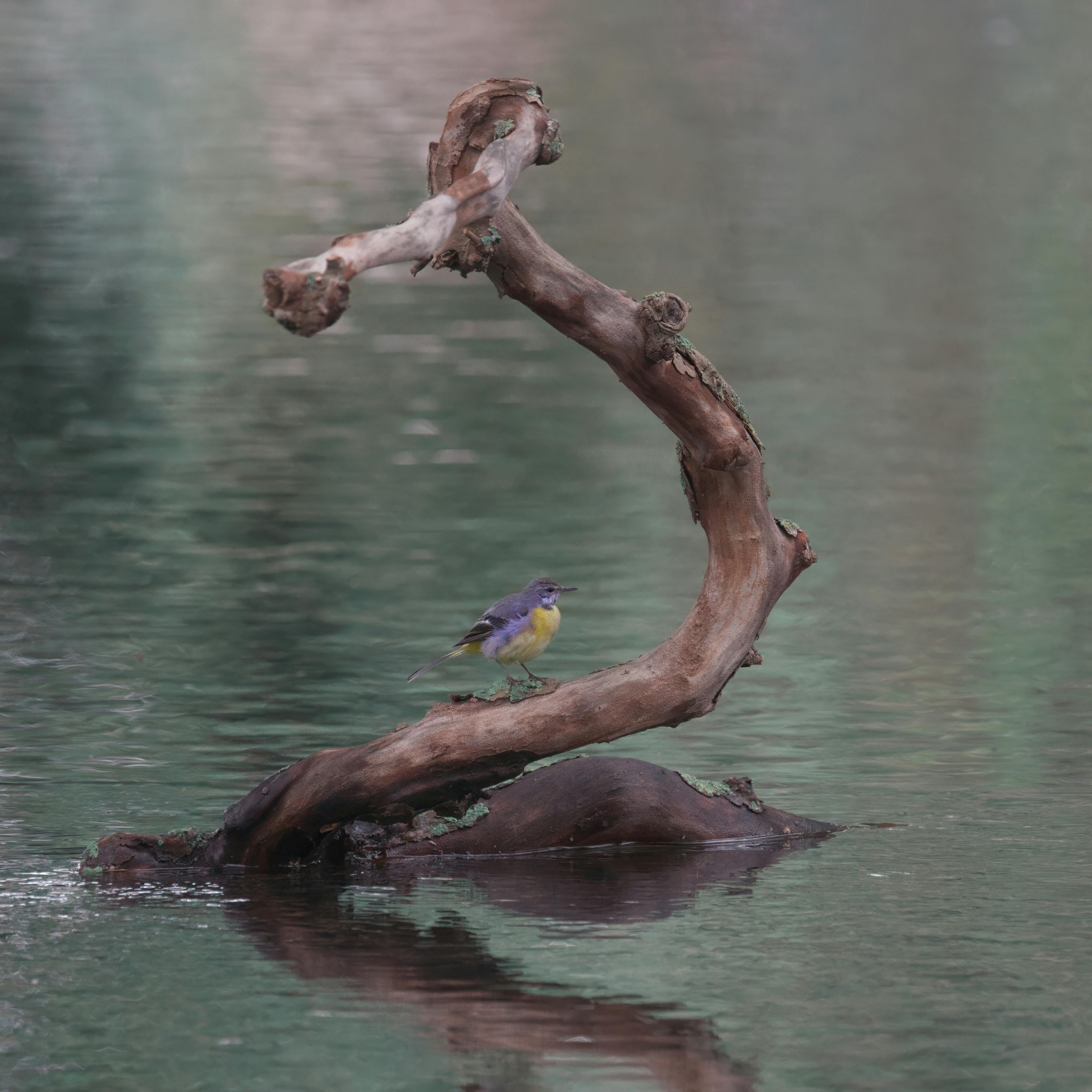 Adaptation Photos, Download The BEST Free Adaptation Stock Photos & HD ...